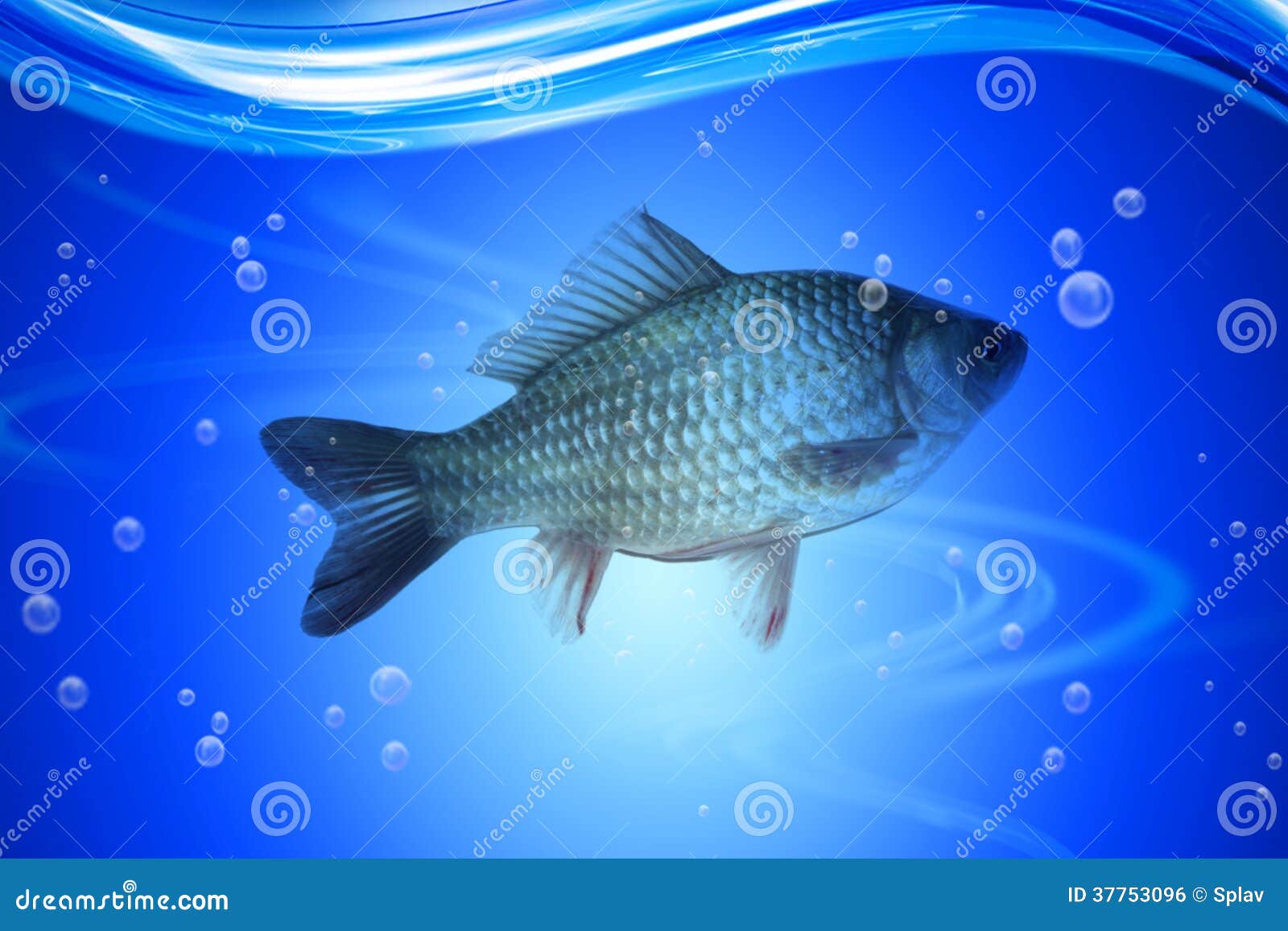 Fish in deep blue water stock photo. Image of freshwater - 37753096