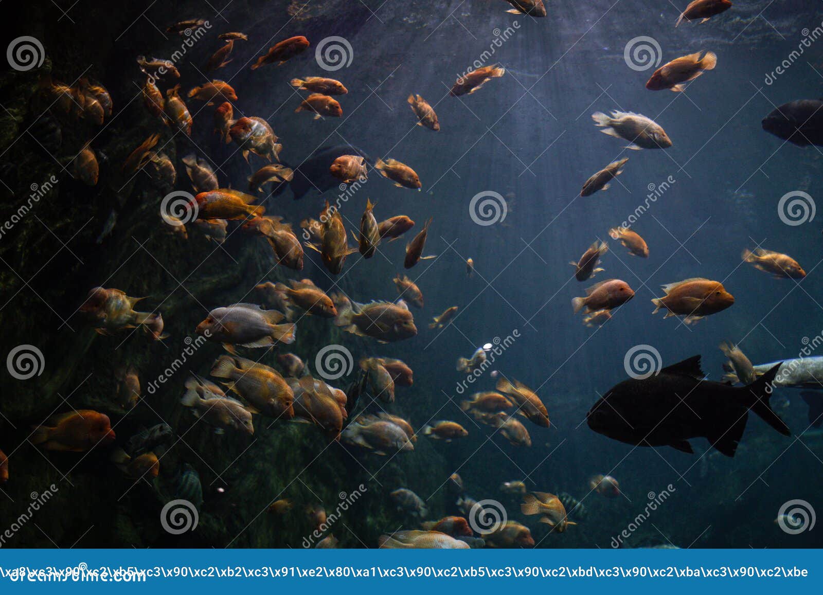Fish deep in the ocean stock image. Image of fish, organism - 208006323