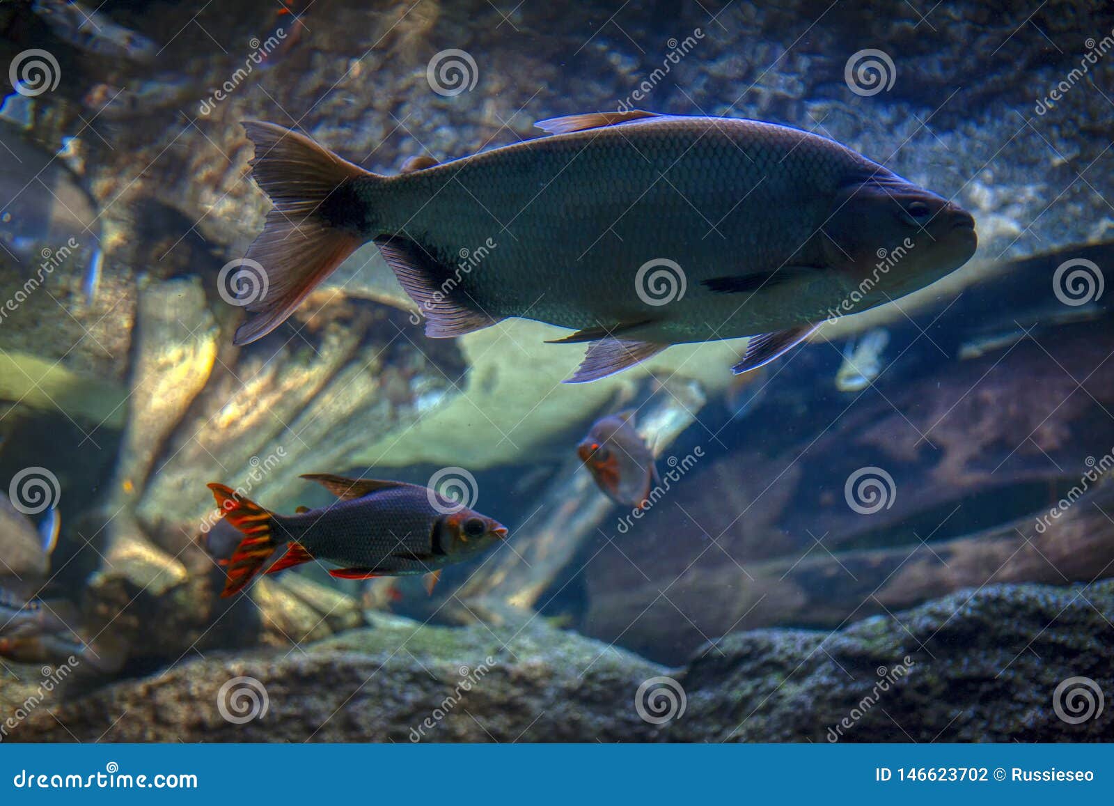 Fish in deep water stock photo. Image of reef, nature - 146623702