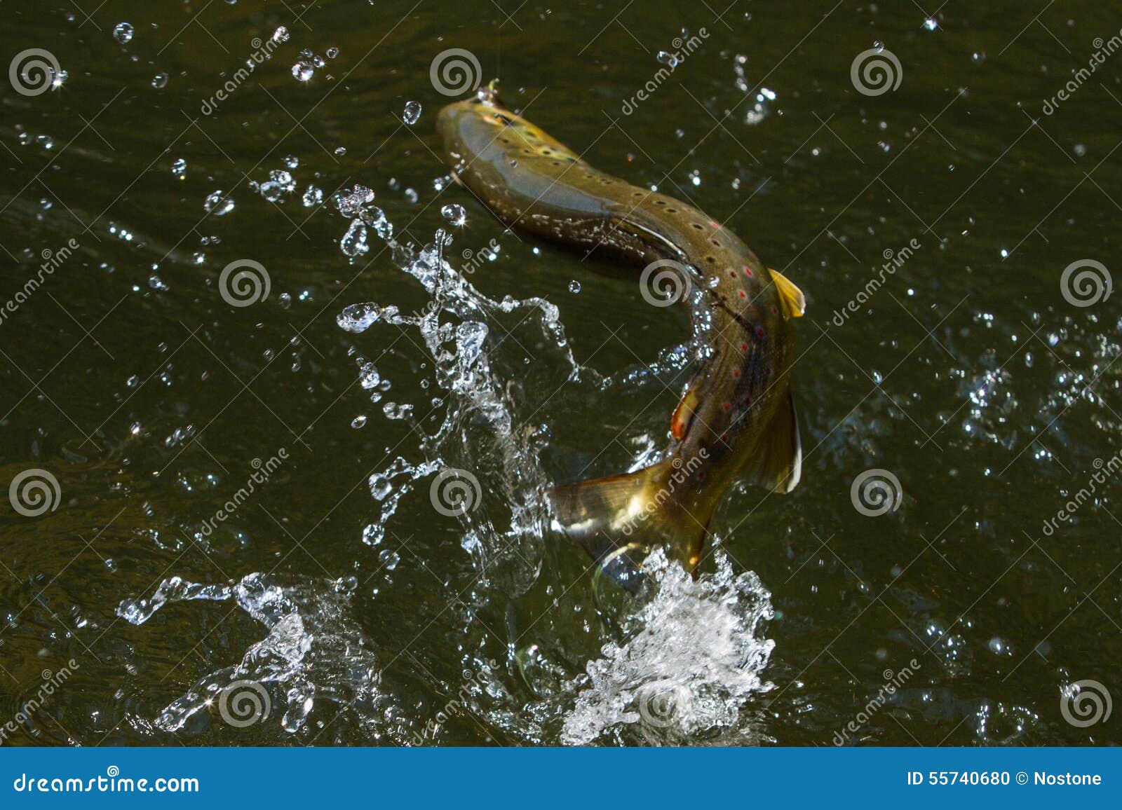 Fish stock photo. Image of organism, marine, limbs, swim - 55740680