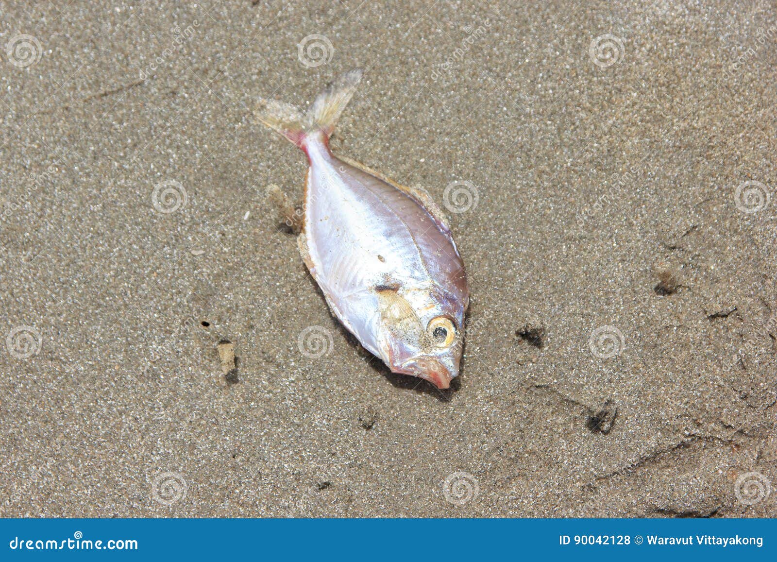 Fish die stock photo. Image of background, coast, dead - 90042128