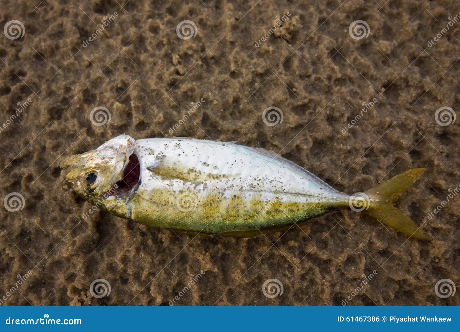 Fish Die on the Beach by Pollution Stock Photo - Image of disaster ...
