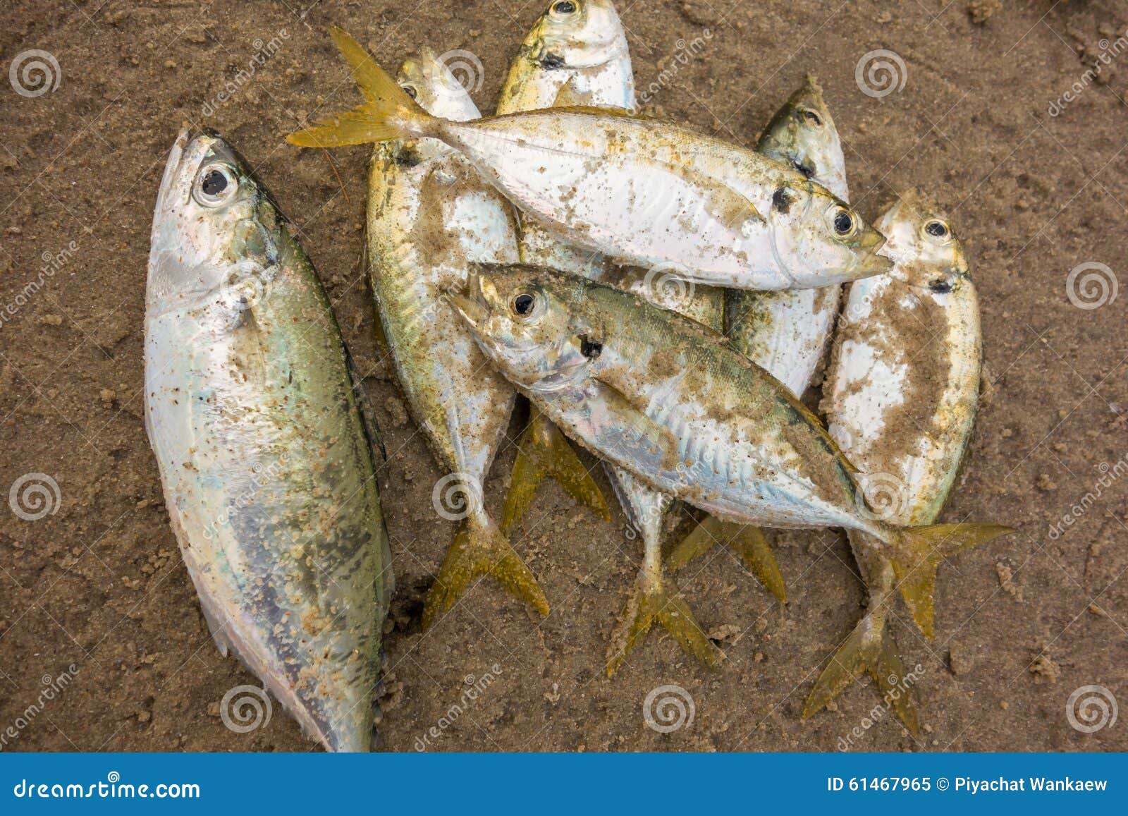 Fish Die on the Beach by Pollution Stock Image - Image of blue, pile ...