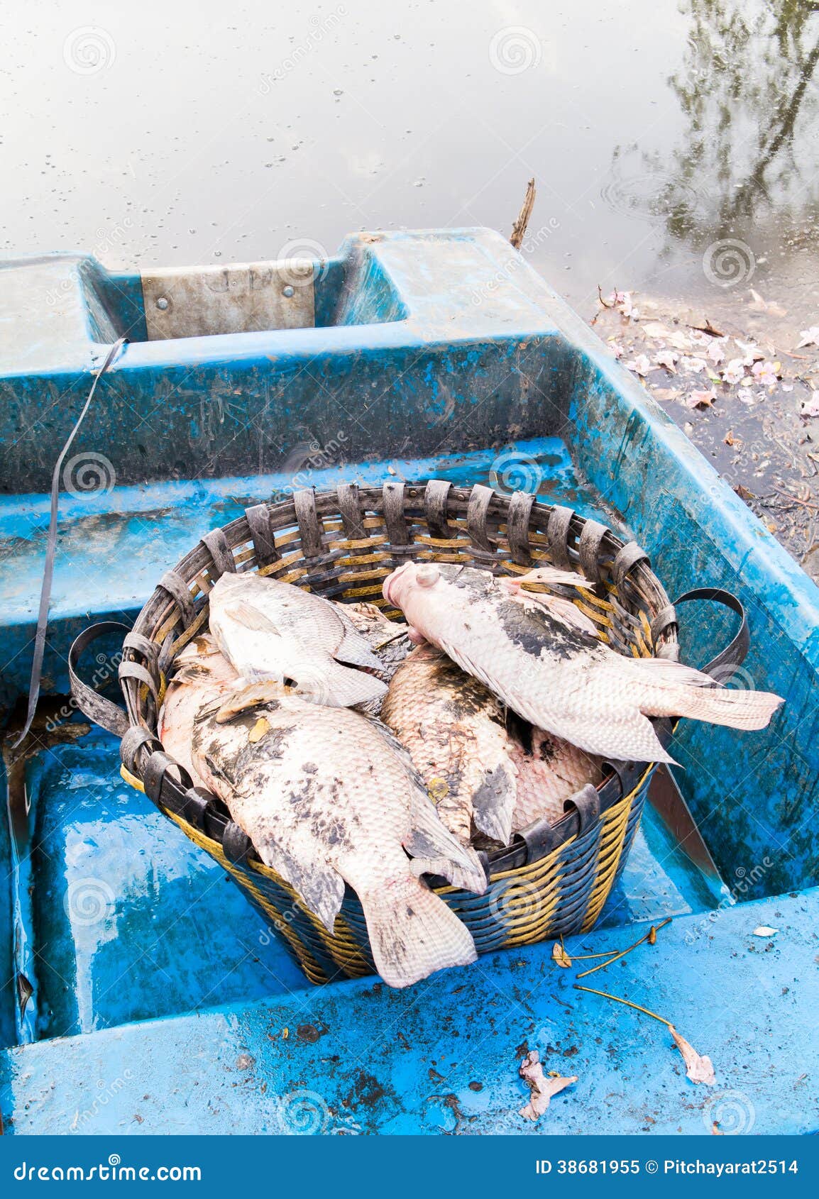 Fish die due to sewage stock image. Image of environment - 38681955
