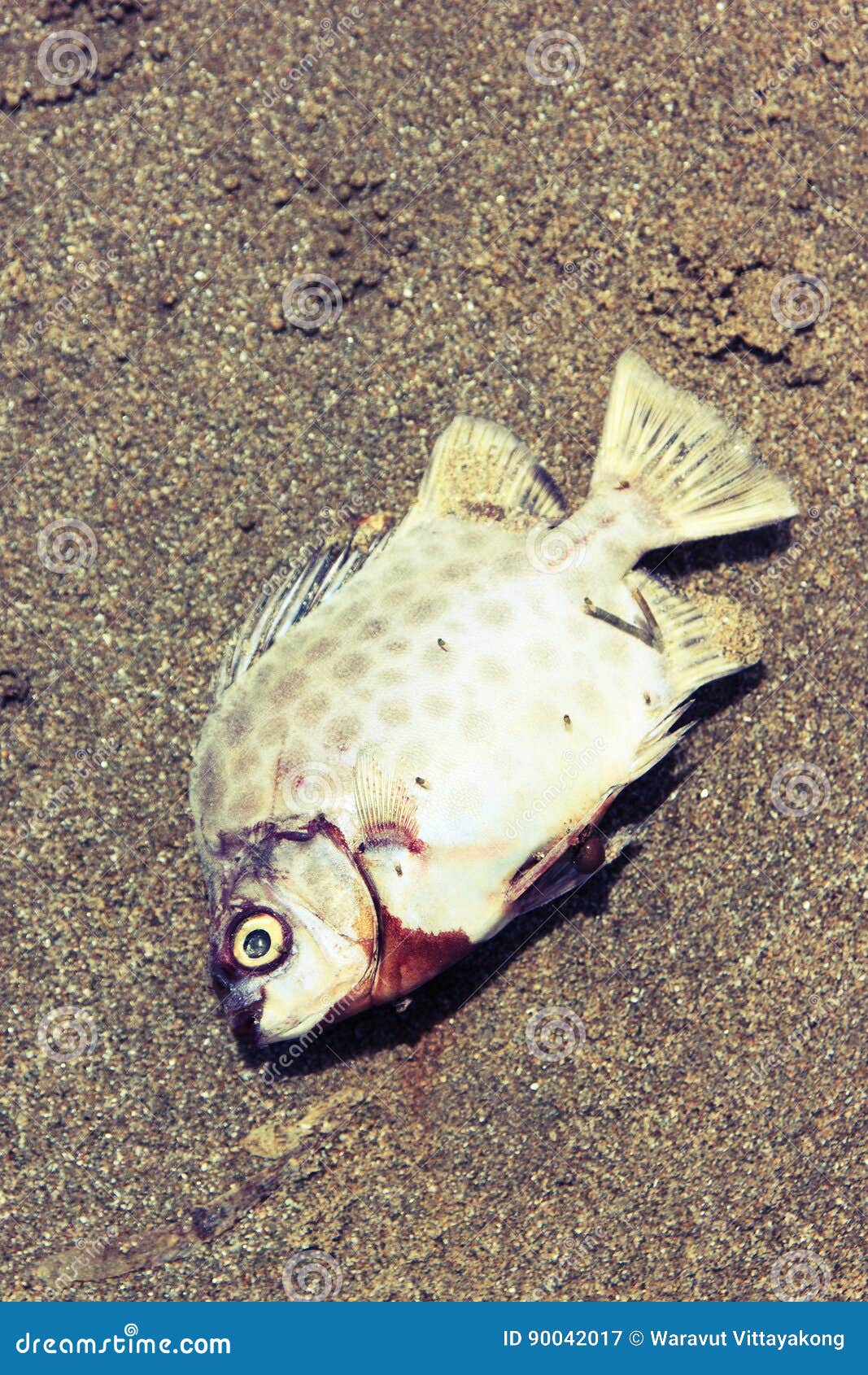 Fish die vintage style stock image. Image of light, animal - 90042017