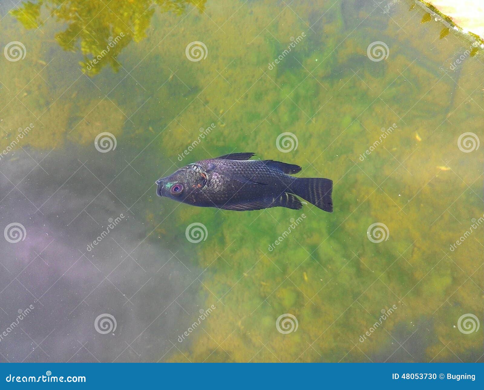 Fish die stock photo. Image of water, wildlife, fish - 48053730