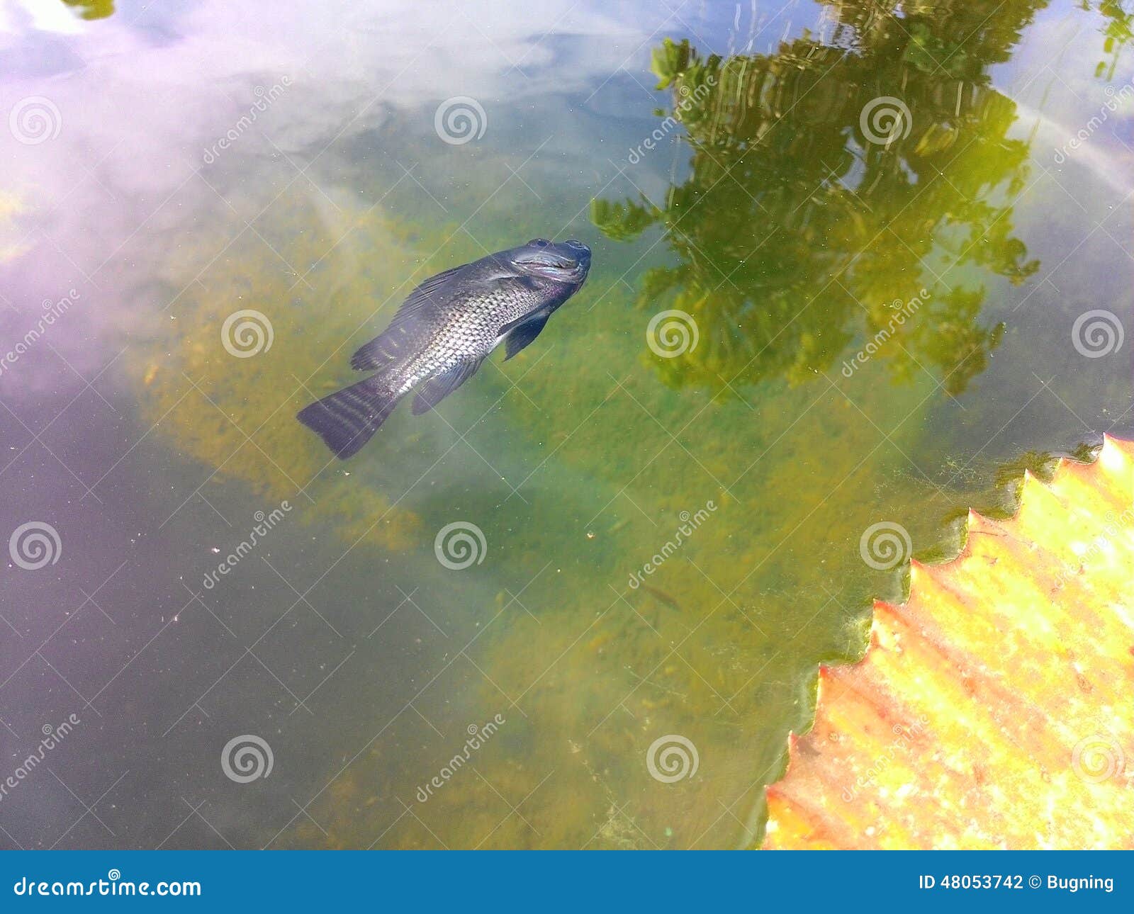 Fish die stock photo. Image of decay, park, fauna, organism - 48053742