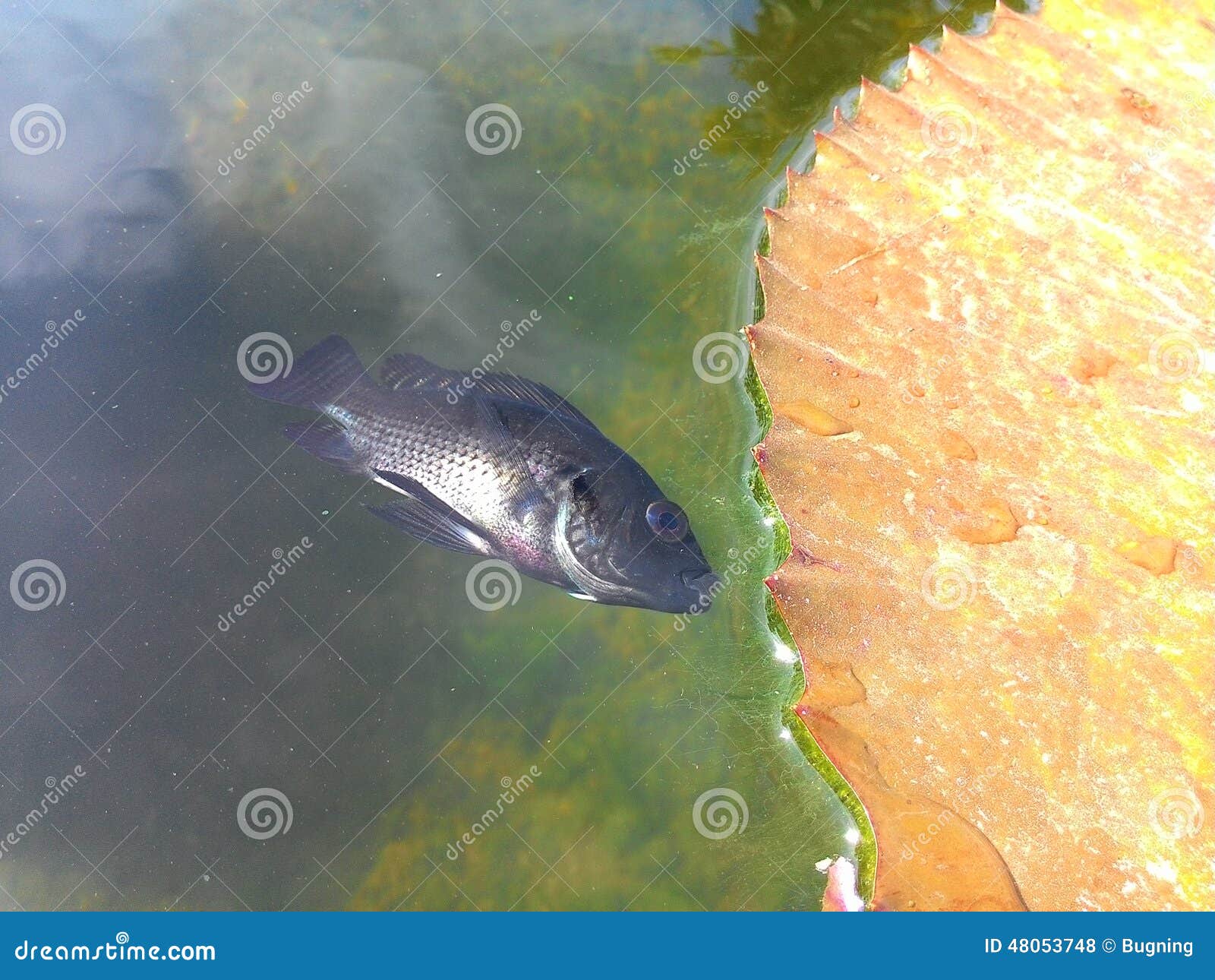 Fish die stock photo. Image of park, tilapia, decay, water - 48053748