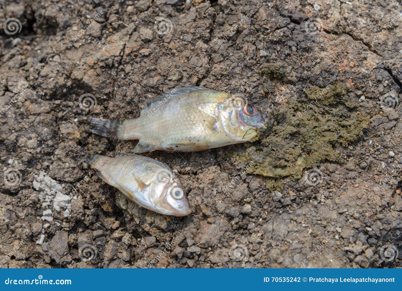 Fish Died on Cracked Earth, Concept for Drought Stock Photo - Image of ...