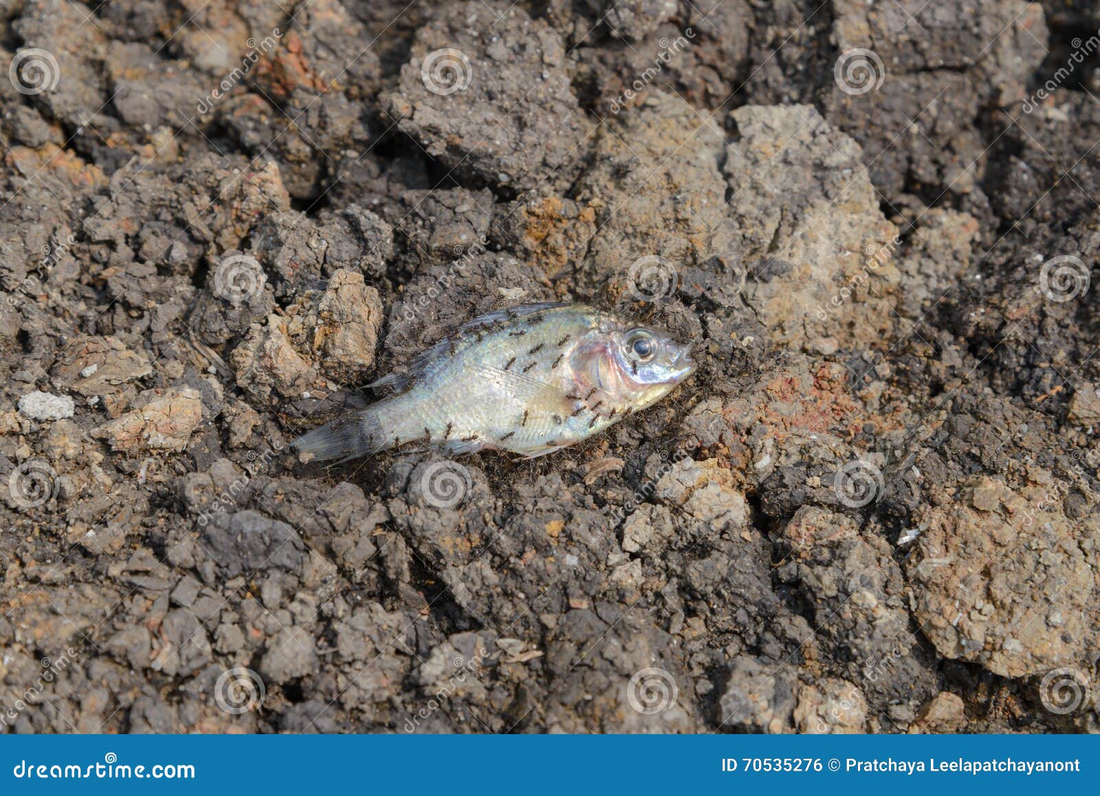 Fish Died On Rock Ground Cracked Earth / Drought / River Dried Up ...