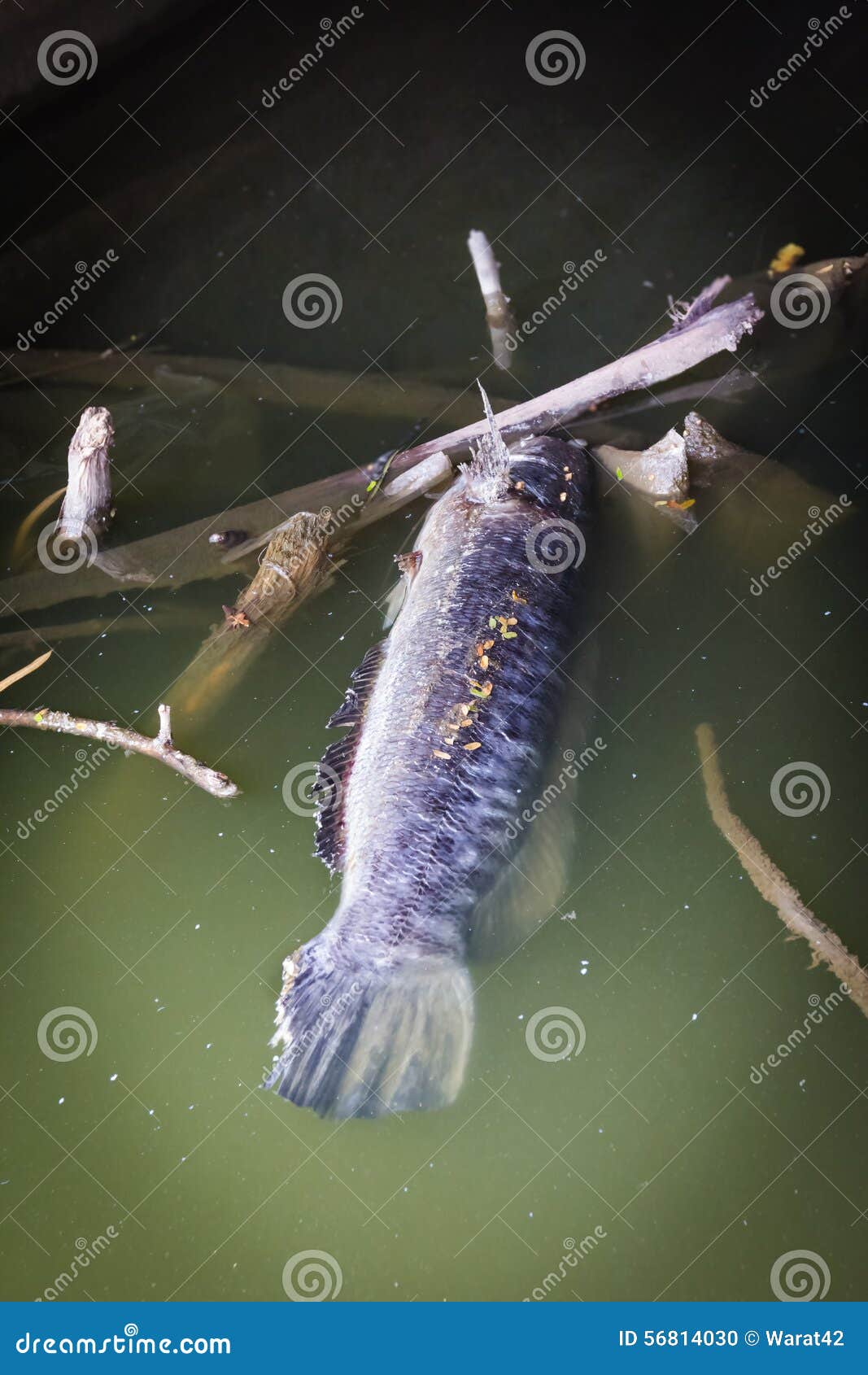 A Fish Dies in the Dirty Water Stock Photo - Image of animal ...