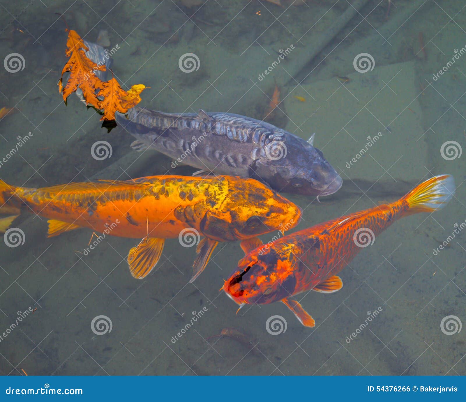 Fish of a Different Color in a Pond Stock Photo - Image of colorful ...