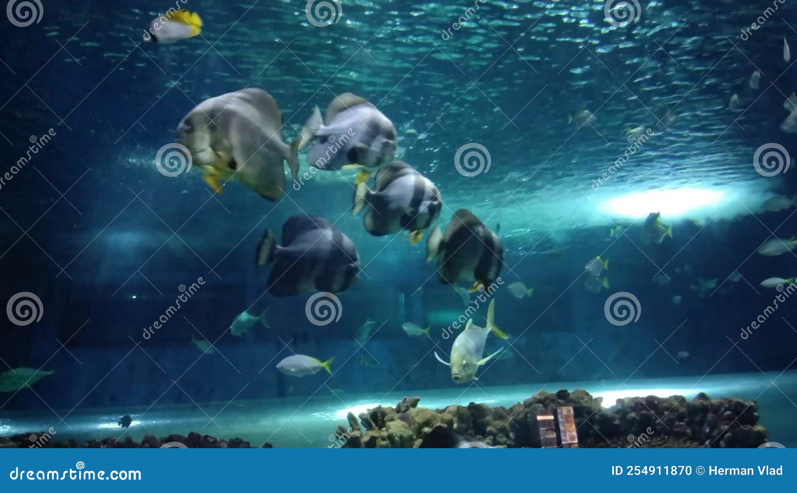 Fish of Different Species in the Water, at the Oceanarium, at the Zoo ...