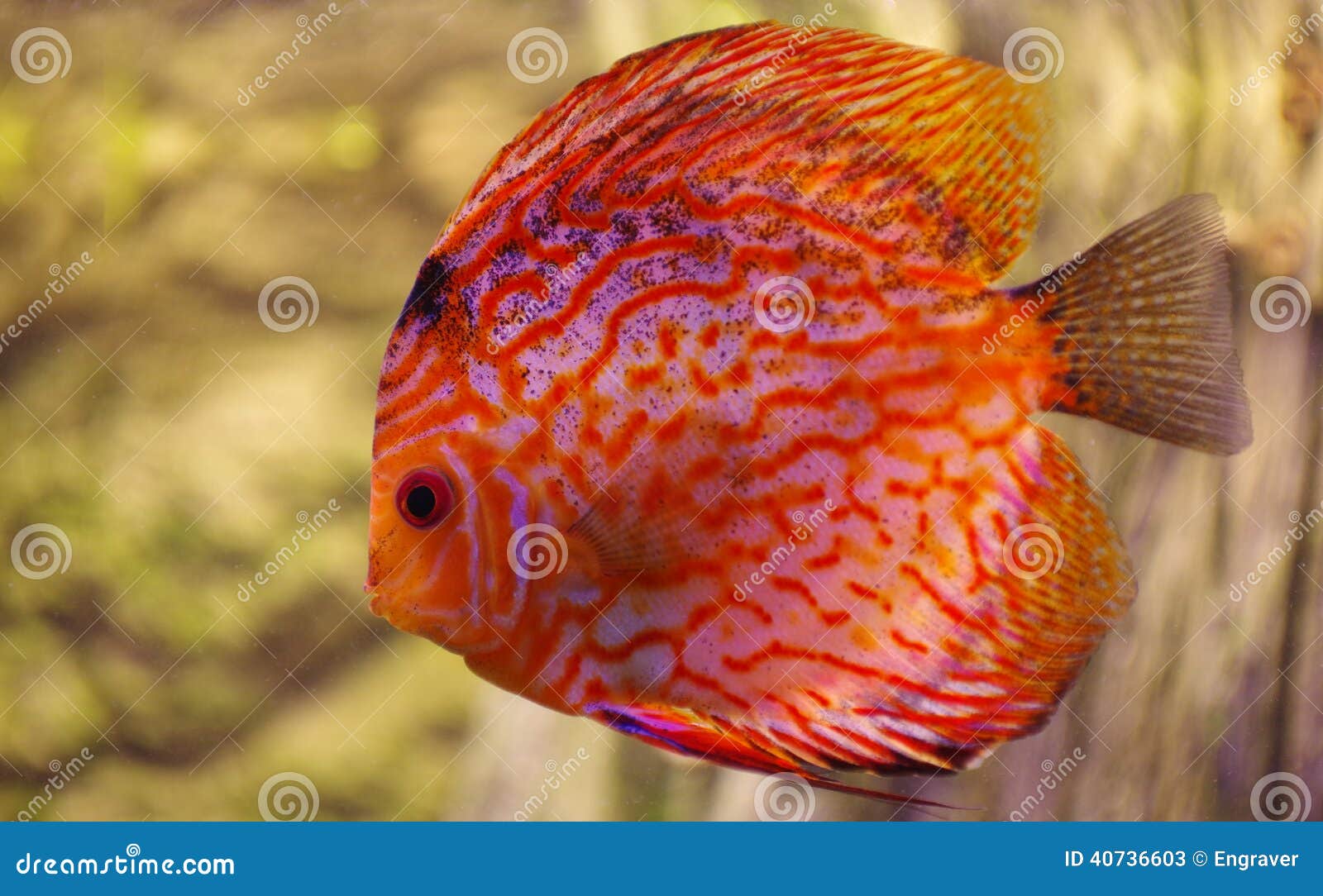 Fish Discus red 2 stock image. Image of aquarium, underwater - 40736603