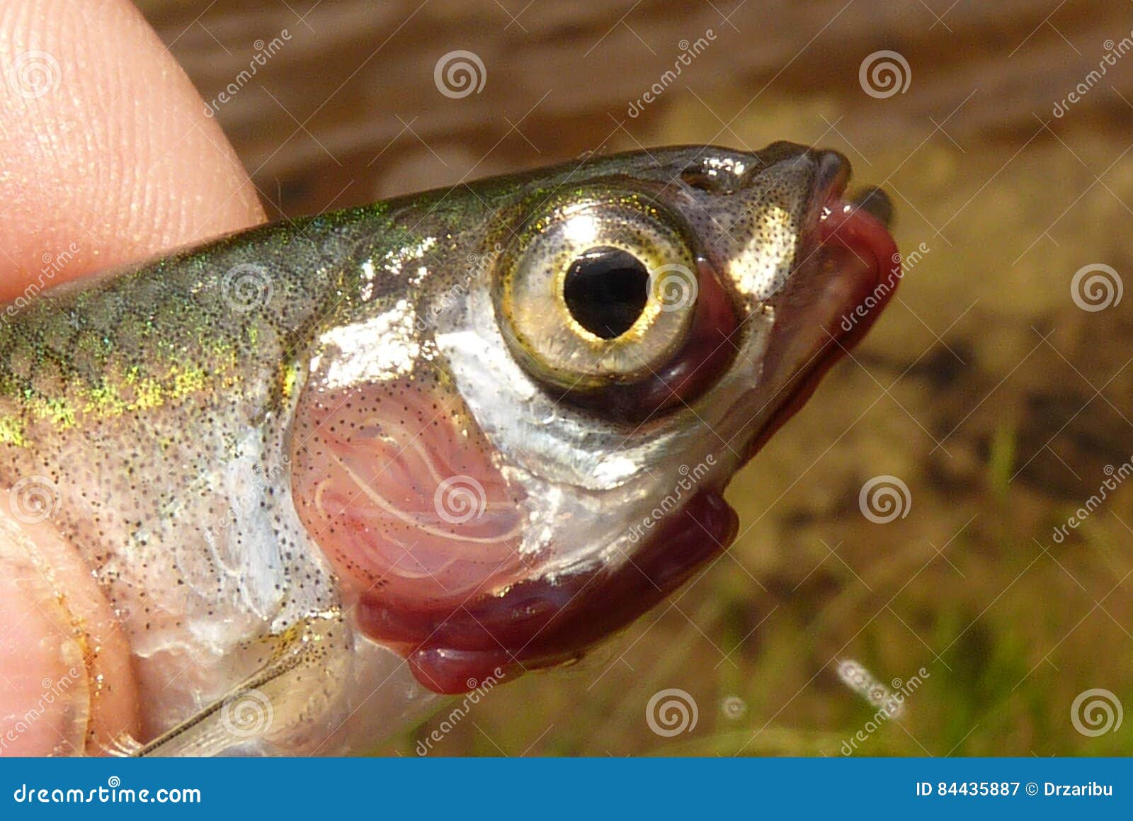Fish disease stock image. Image of care, treatment, worm - 84435887
