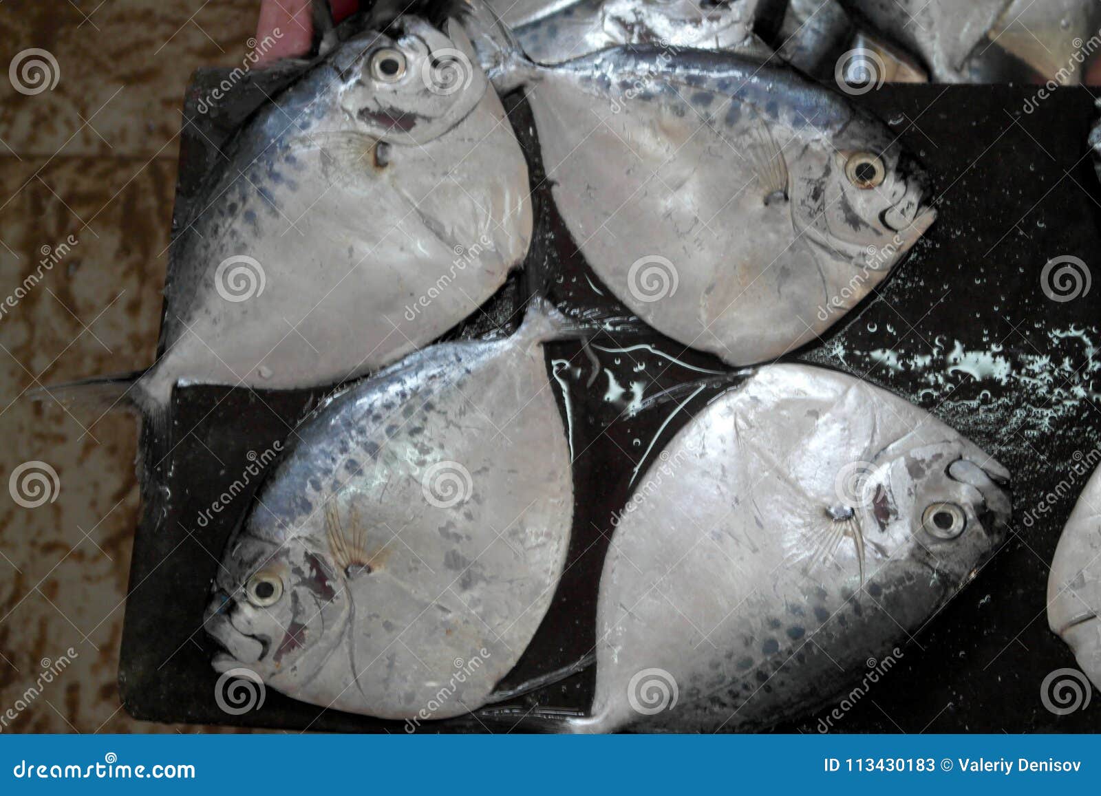 Fish stock image. Image of back, flat, tasty, spots - 113430183