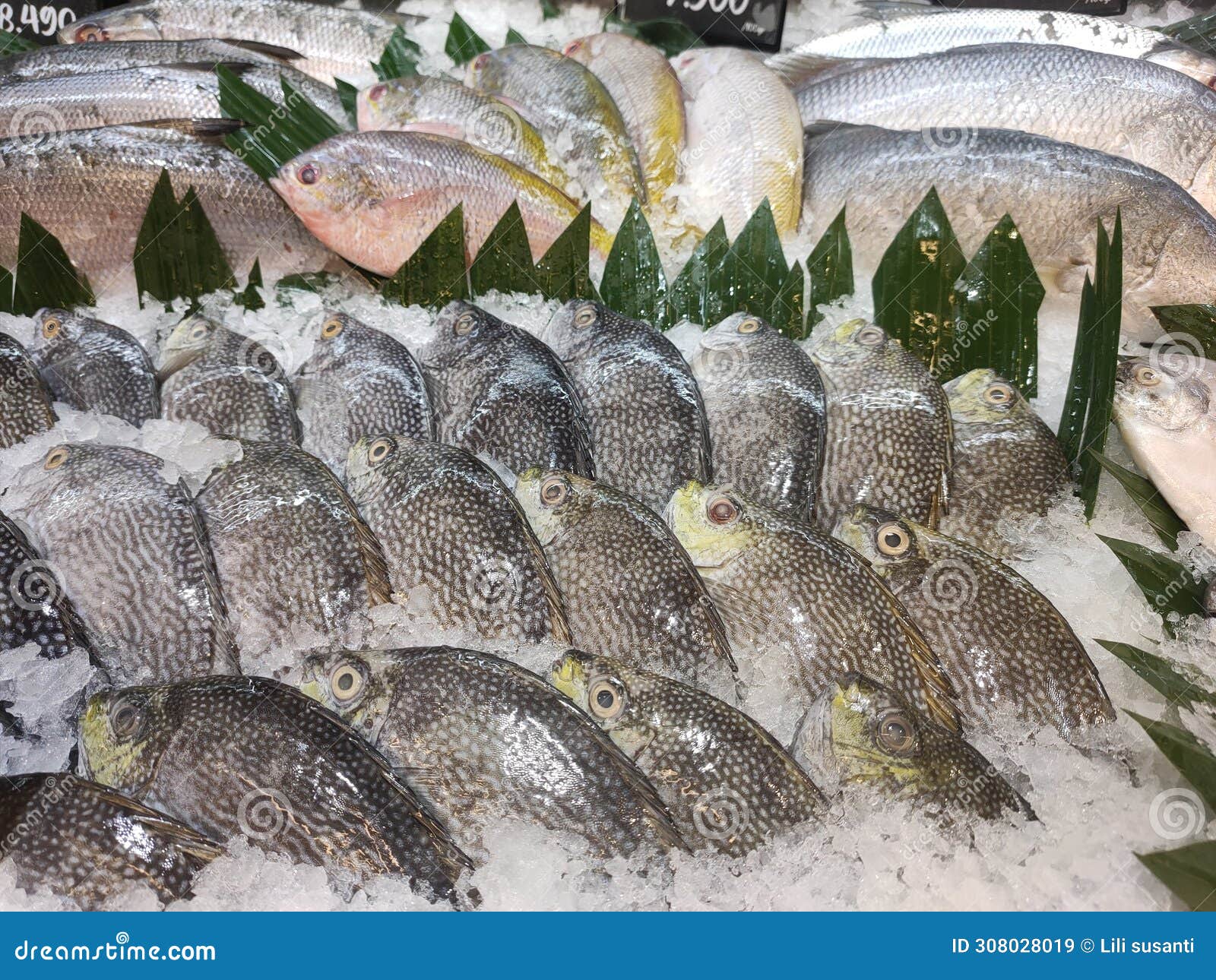 Various Type of Fish on Ice Stock Image - Image of seafood, freshcatch ...