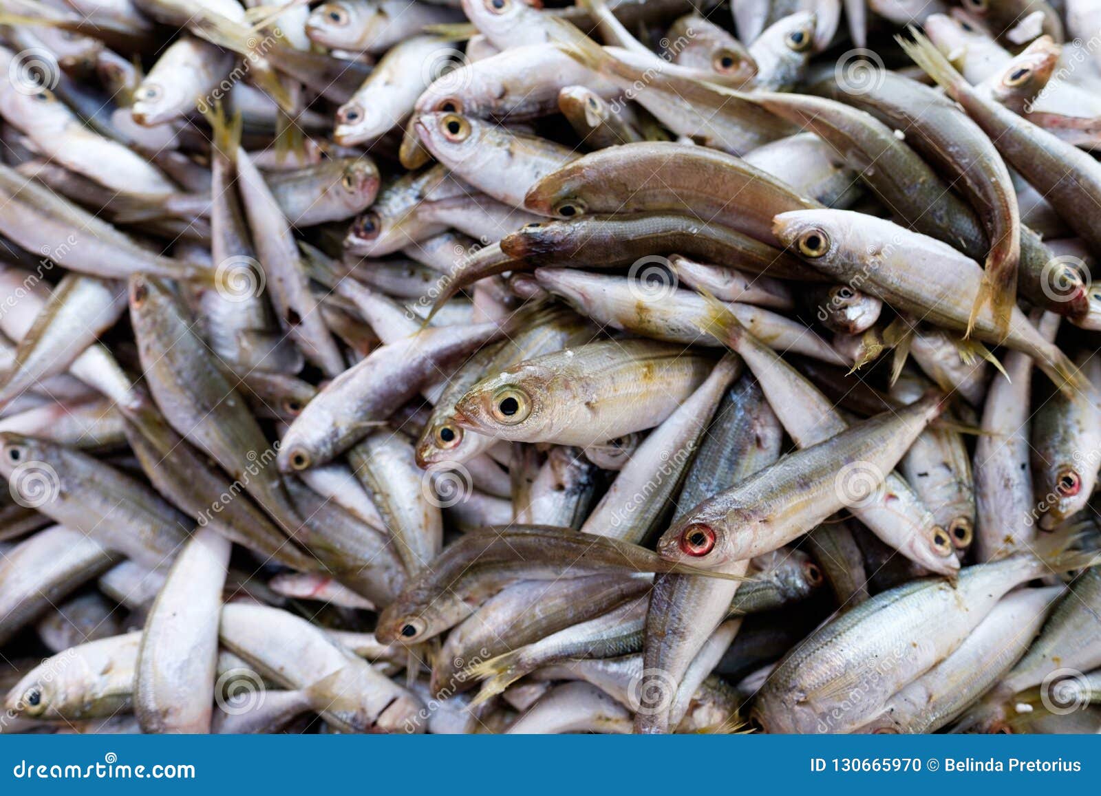 Fish Display at Fish Market Stock Photo - Image of mediterranean ...