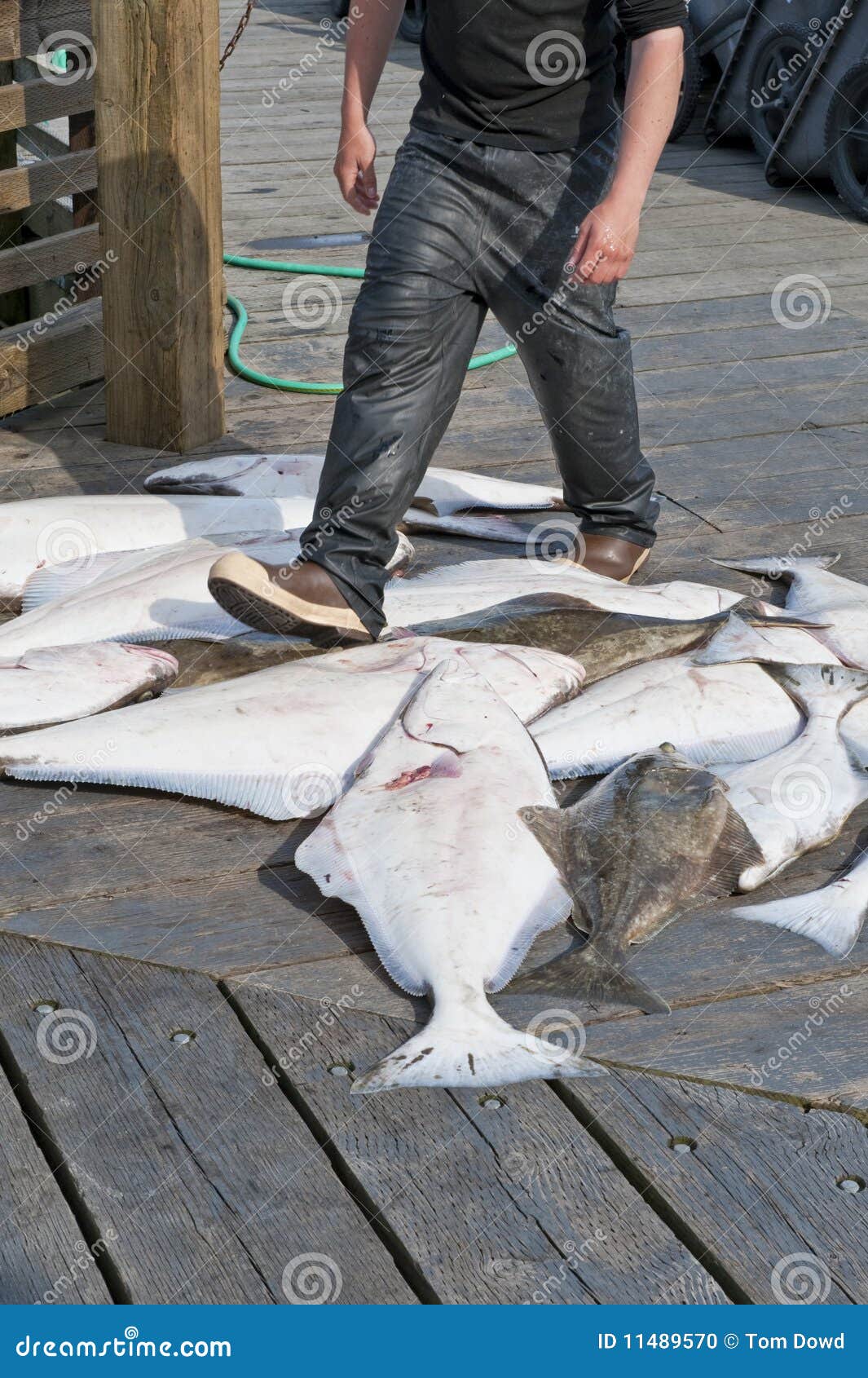 Fish on the dock stock photo. Image of white, seafood - 11489570