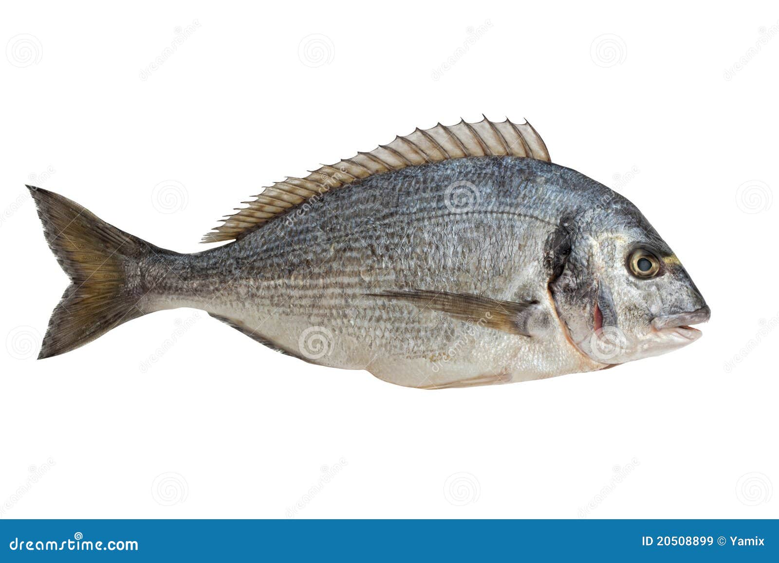 307 Skin Dorado Photos - Free & Royalty-Free Stock Photos from Dreamstime