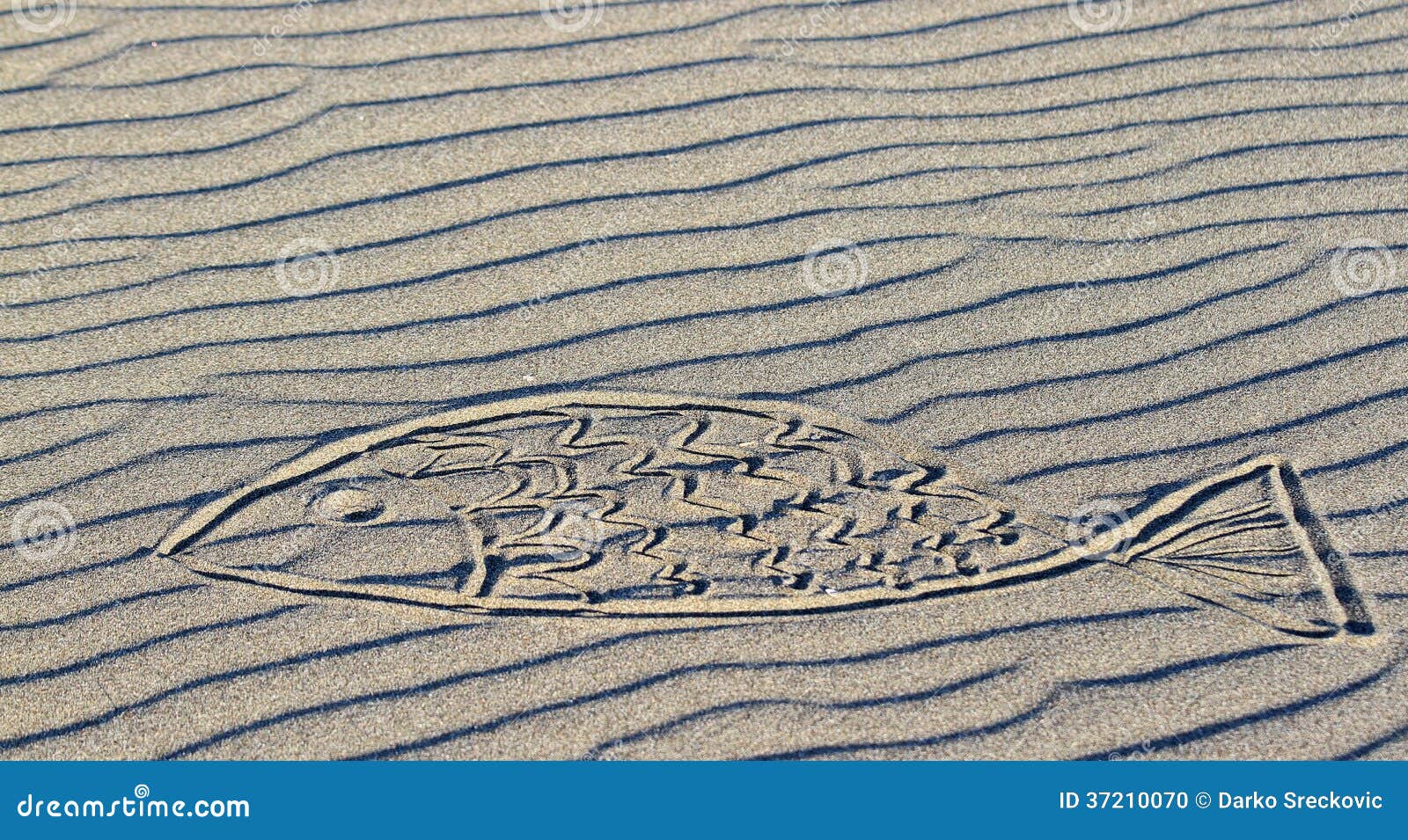 Fish drawn in the sand stock photo. Image of fish, lost - 37210070