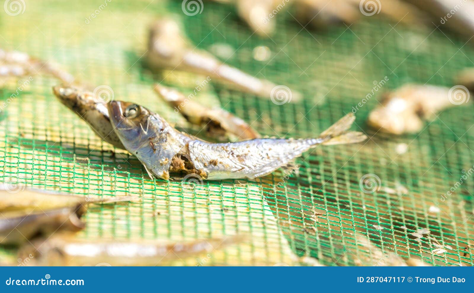The Fish are Dried in Phan Rang Ninh Thuan Vietnam Stock Image - Image ...