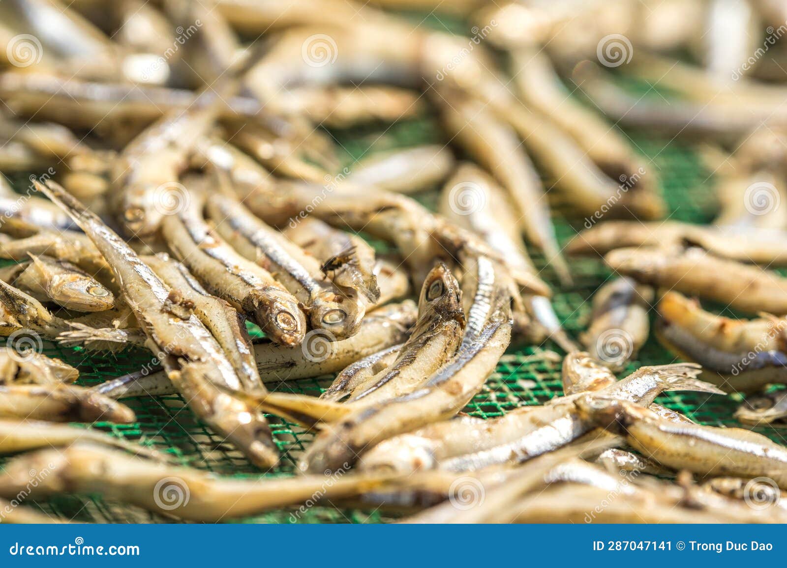The Fish are Dried in Phan Rang Ninh Thuan Vietnam Stock Image - Image ...