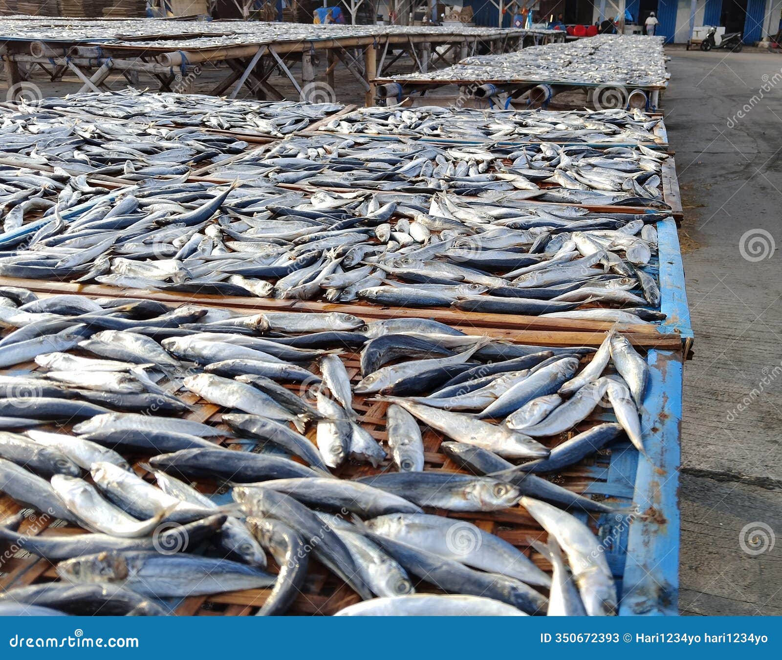 Fish that is Dried in the Sun, the Process of Making Salted Fish. Stock ...