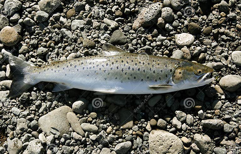 Fish on dry land stock image. Image of seatrout, flyfishing - 2903079