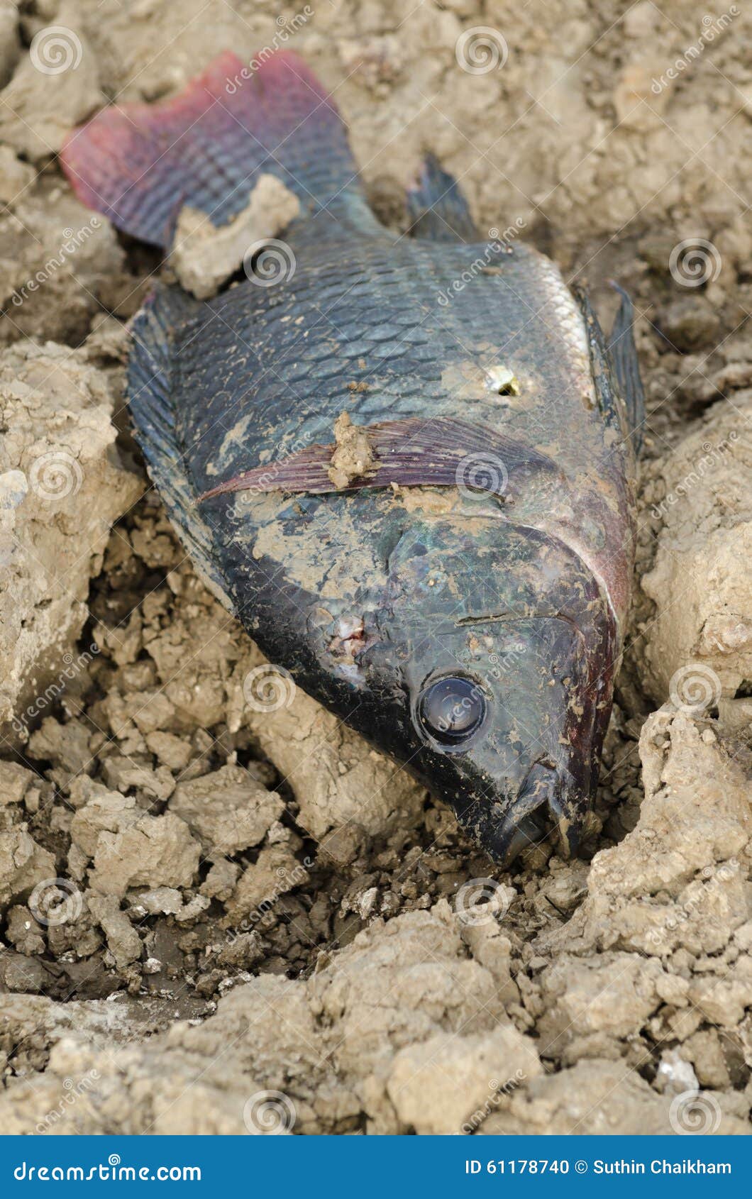 Fish in dry water stock photo. Image of freshness, tilapia - 61178740