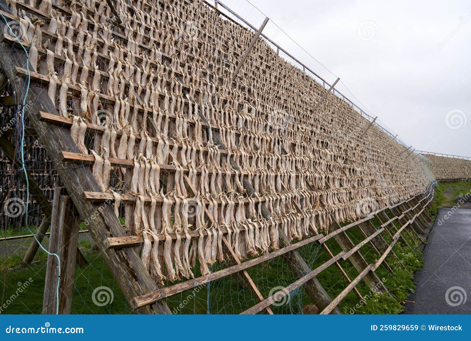 Fish Dryer Racks with White Headless Cod in the North of Norway Stock ...