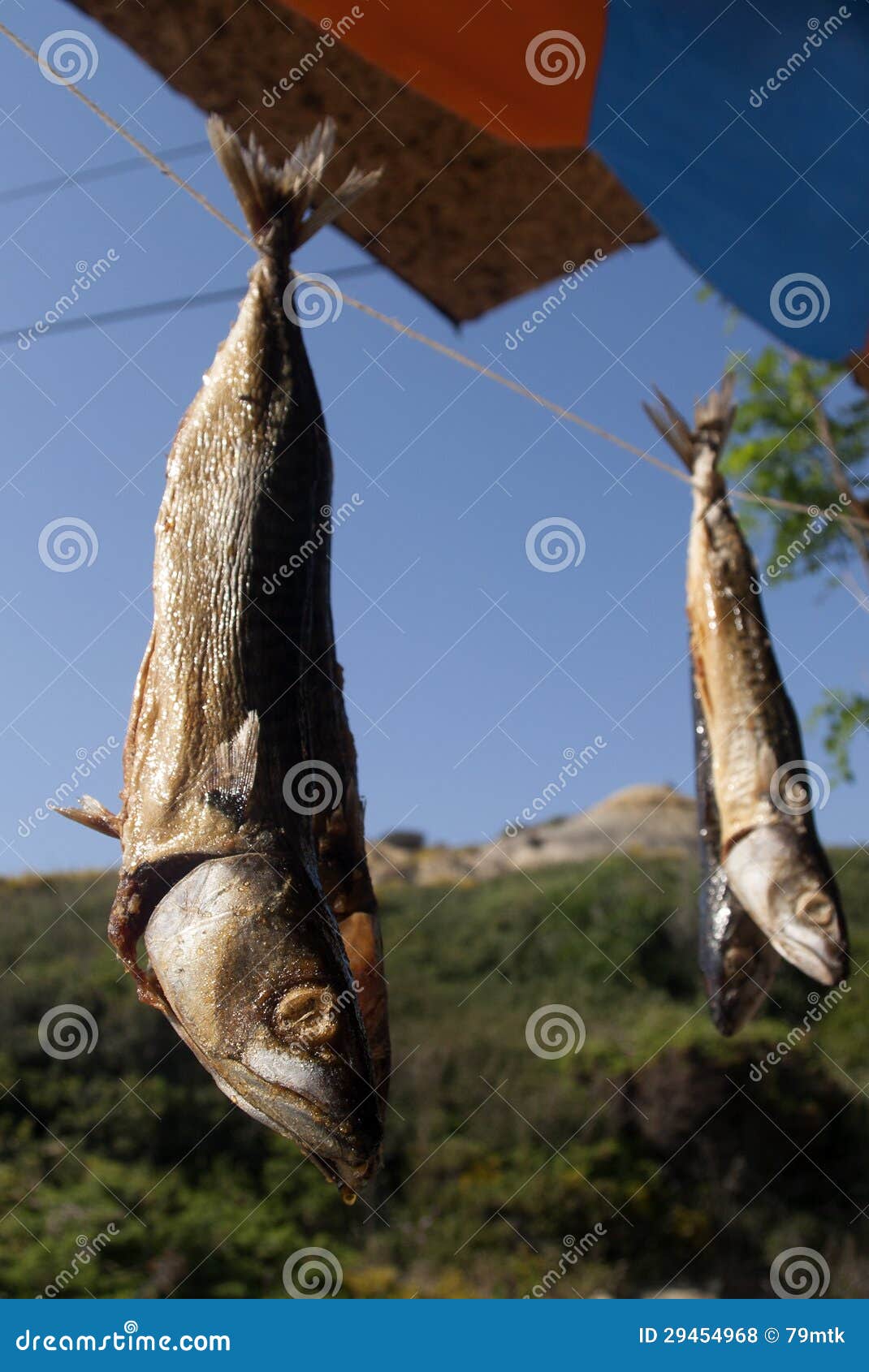 Fish Drying stock photo. Image of ciroz, turkey, salted - 29454968