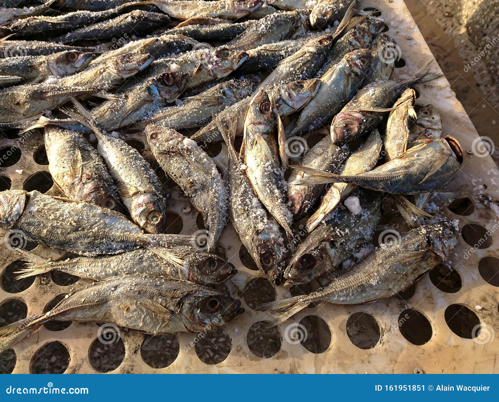 Fish drying stock image. Image of fish, drying, port - 161951851