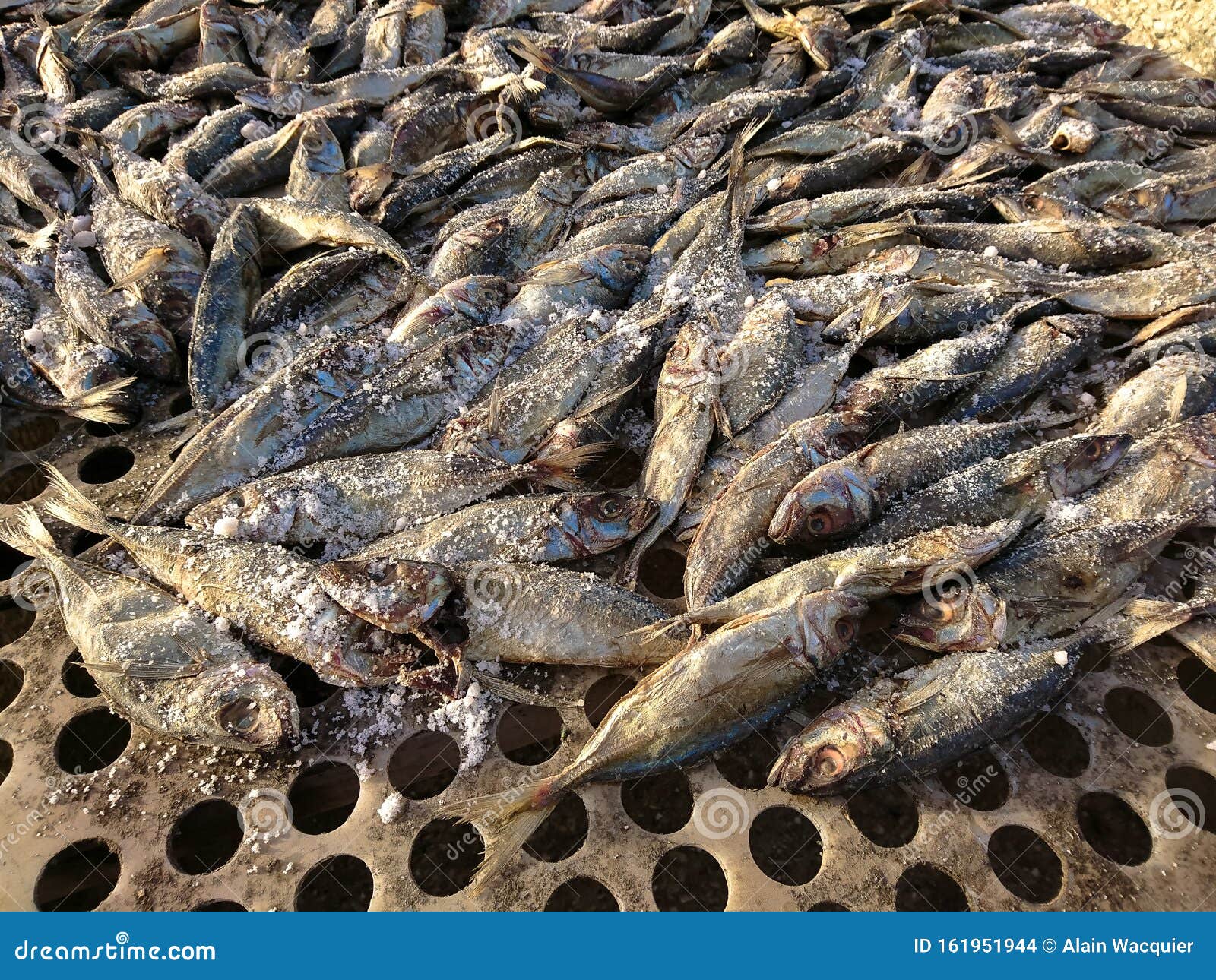 Fish drying stock photo. Image of preservation, journey - 161951944