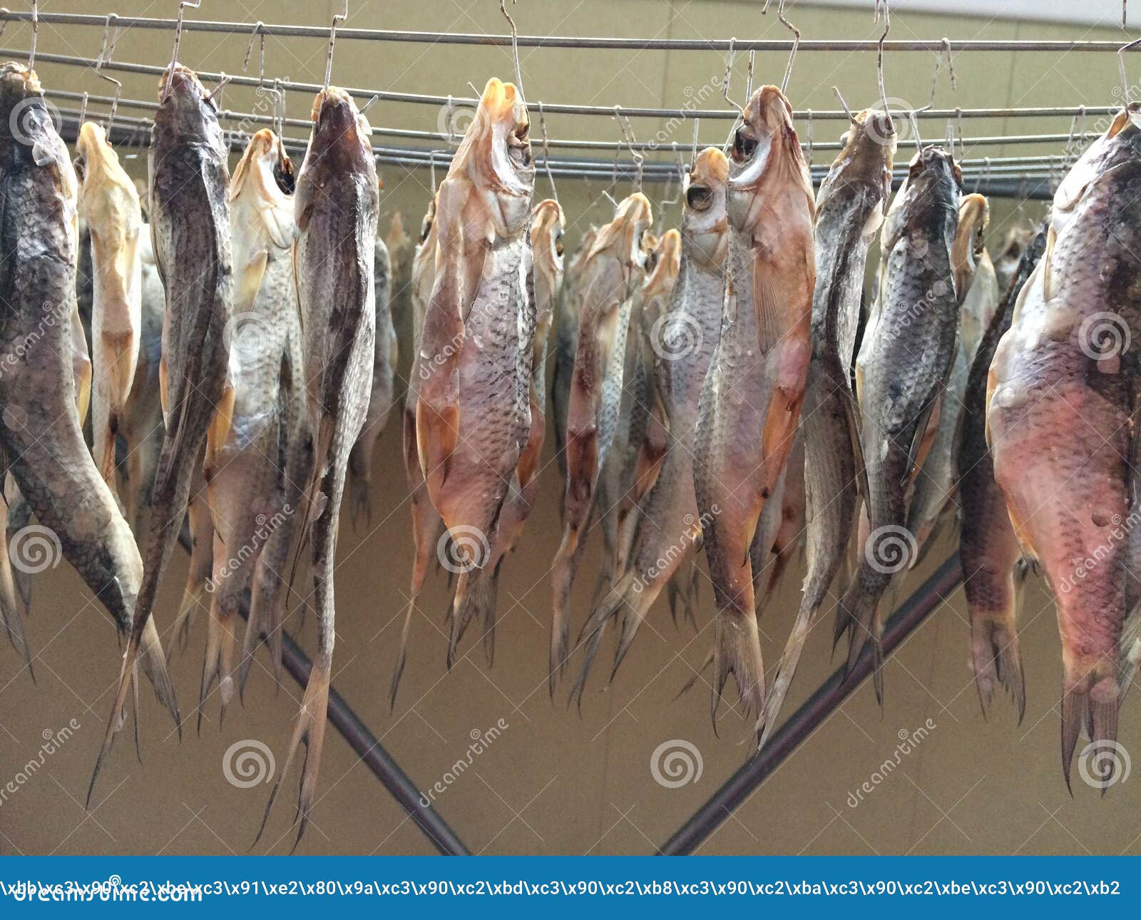 Fish Drying on the Hanger at Outdoor. Dried Fish on a Rope Stock Photo ...