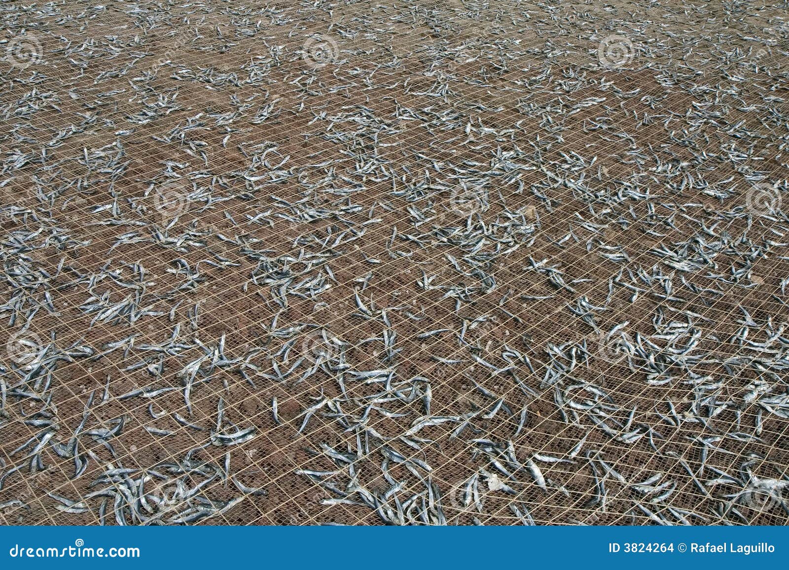 Fish drying on the net stock photo. Image of abstract - 3824264