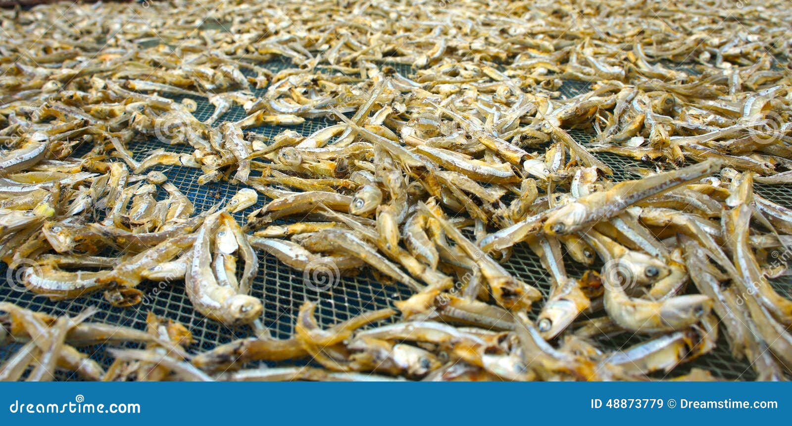 Fish drying out in the sun stock image. Image of meat - 48873779