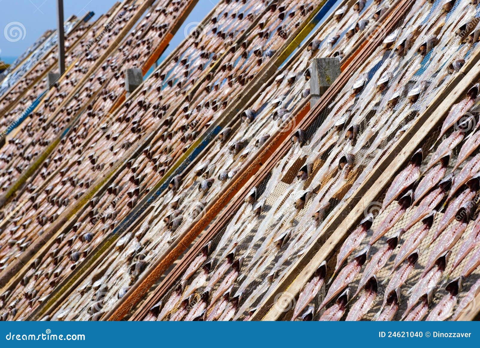 Fish drying outside stock photo. Image of outside, fishing - 24621040