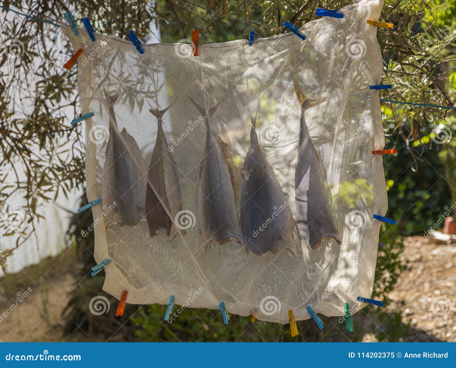 Fish Drying Outside Protected by Light Piece of Material Stock Image ...