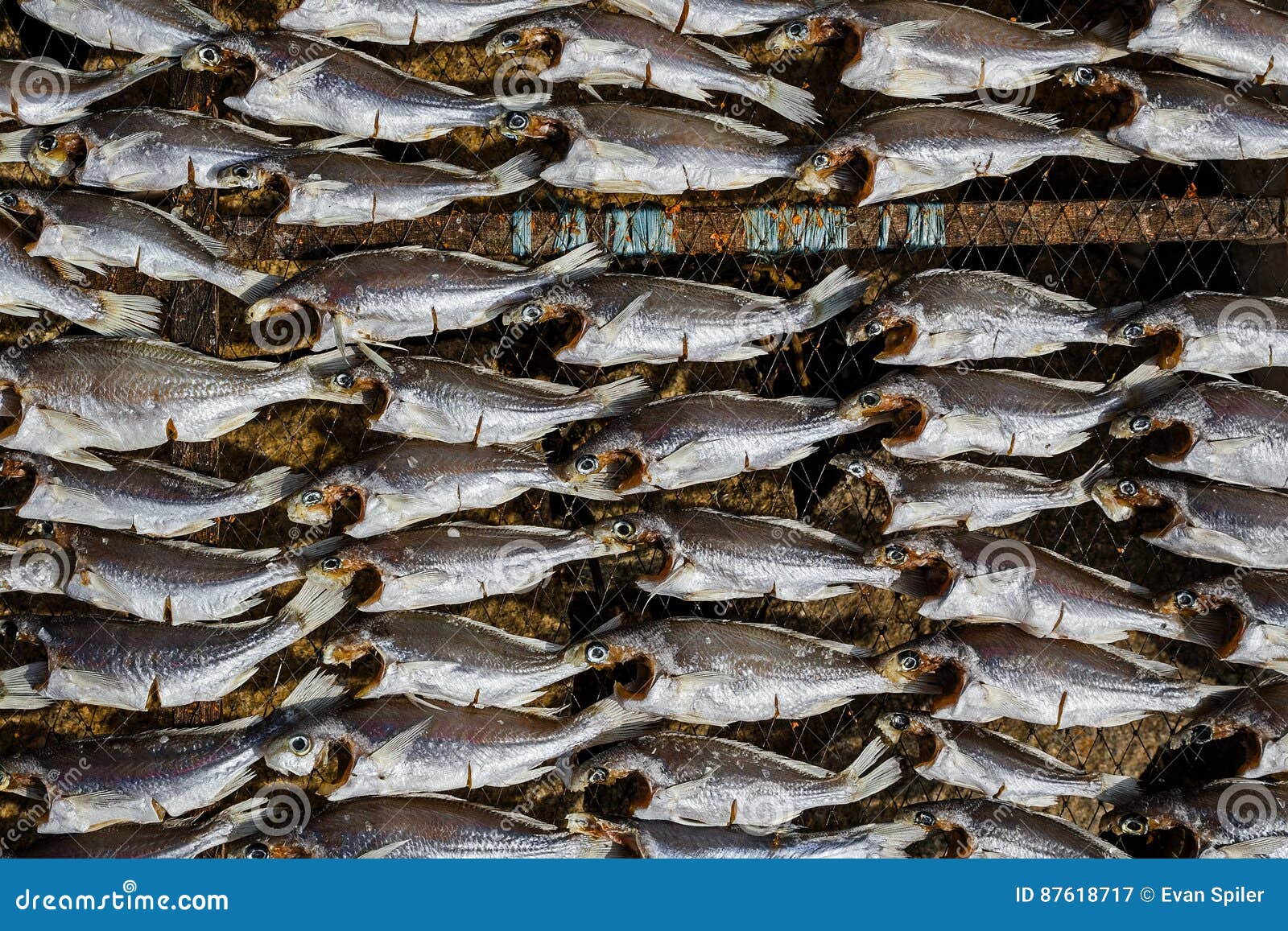 Fish drying on a rack stock image. Image of cheung, hong - 87618717