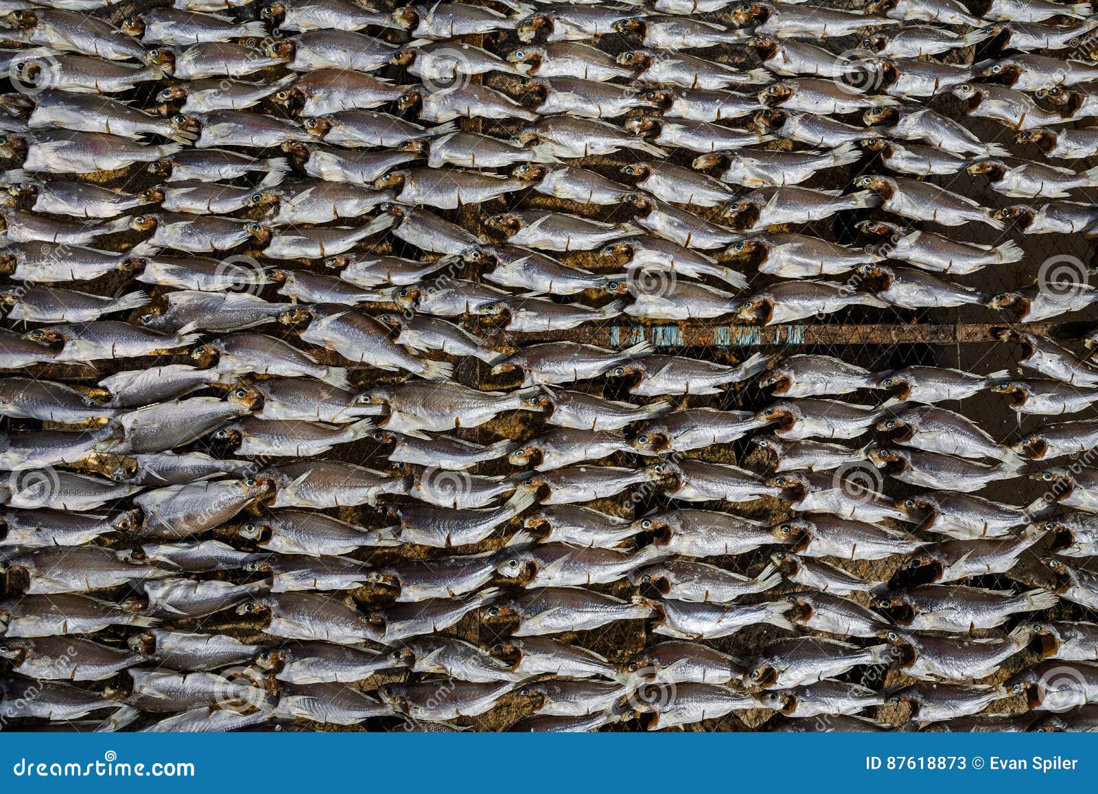 Fish drying on a rack stock image. Image of village, vacation - 87618873