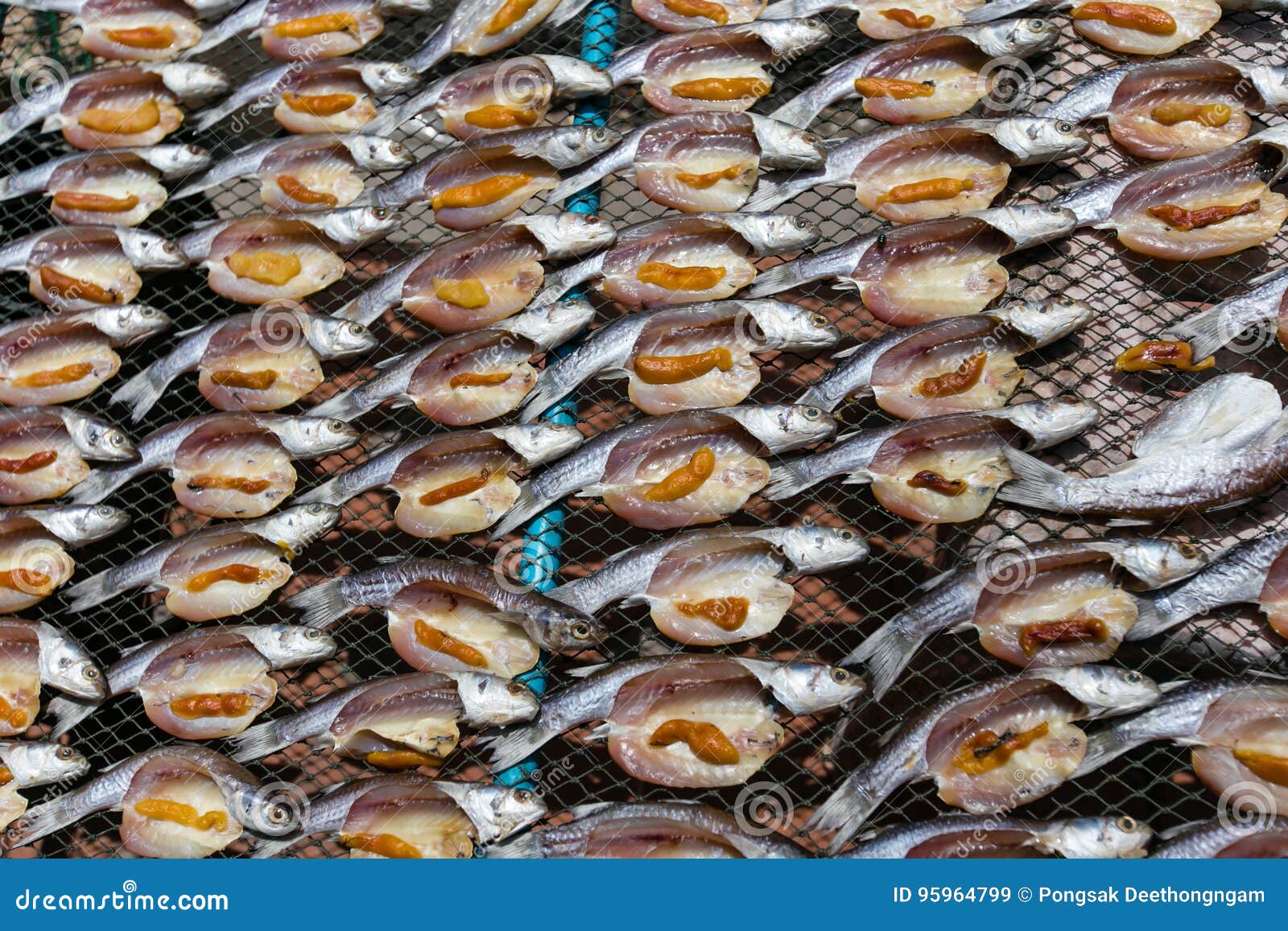 Fish drying on racks stock image. Image of fresh, salted - 95964799