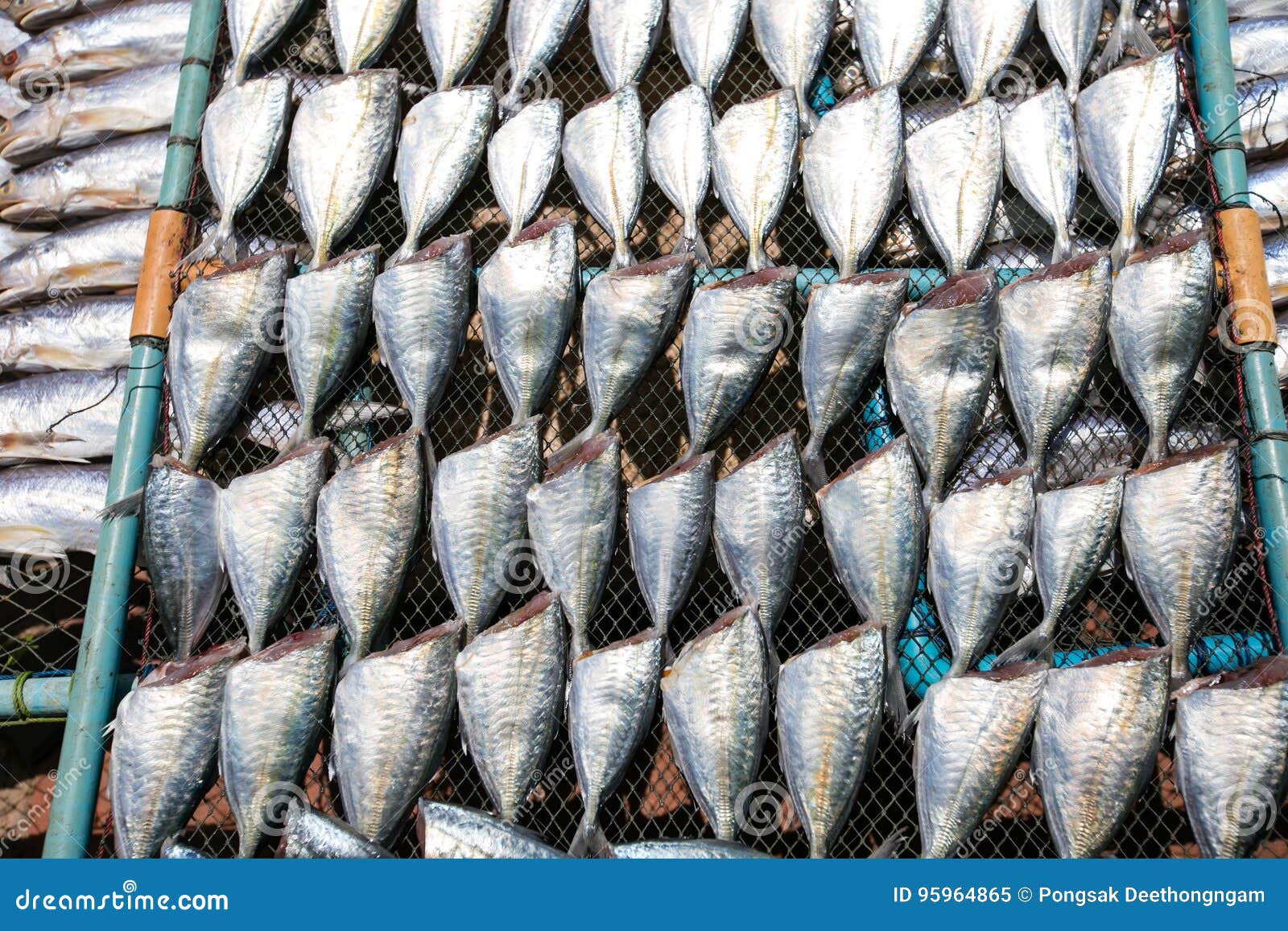 Fish drying on racks stock image. Image of nature, dried - 95964865