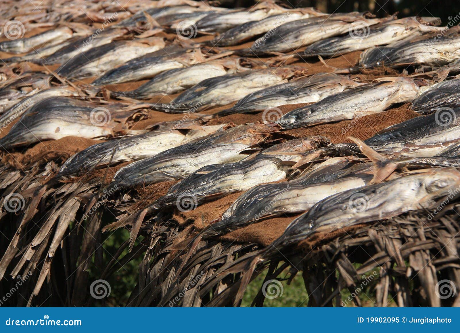 Fish drying in the sun stock image. Image of close, marine - 19902095