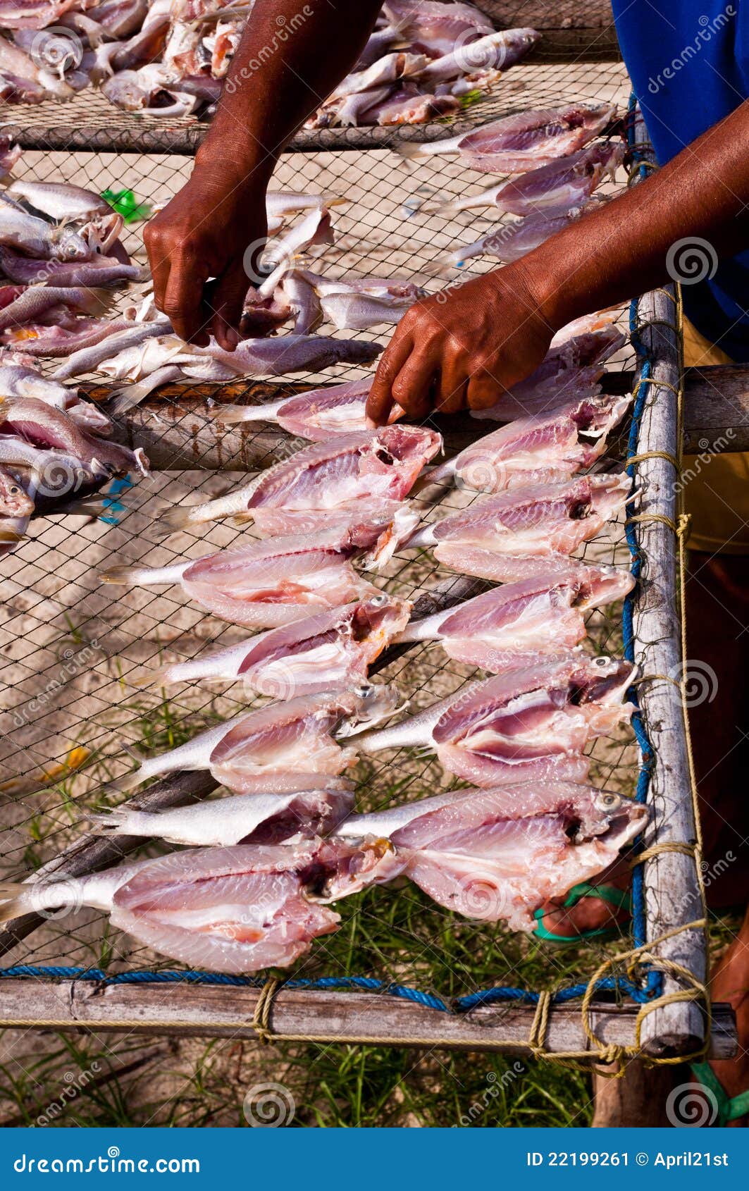 Fish drying in the sun stock image. Image of cuisine - 22199261