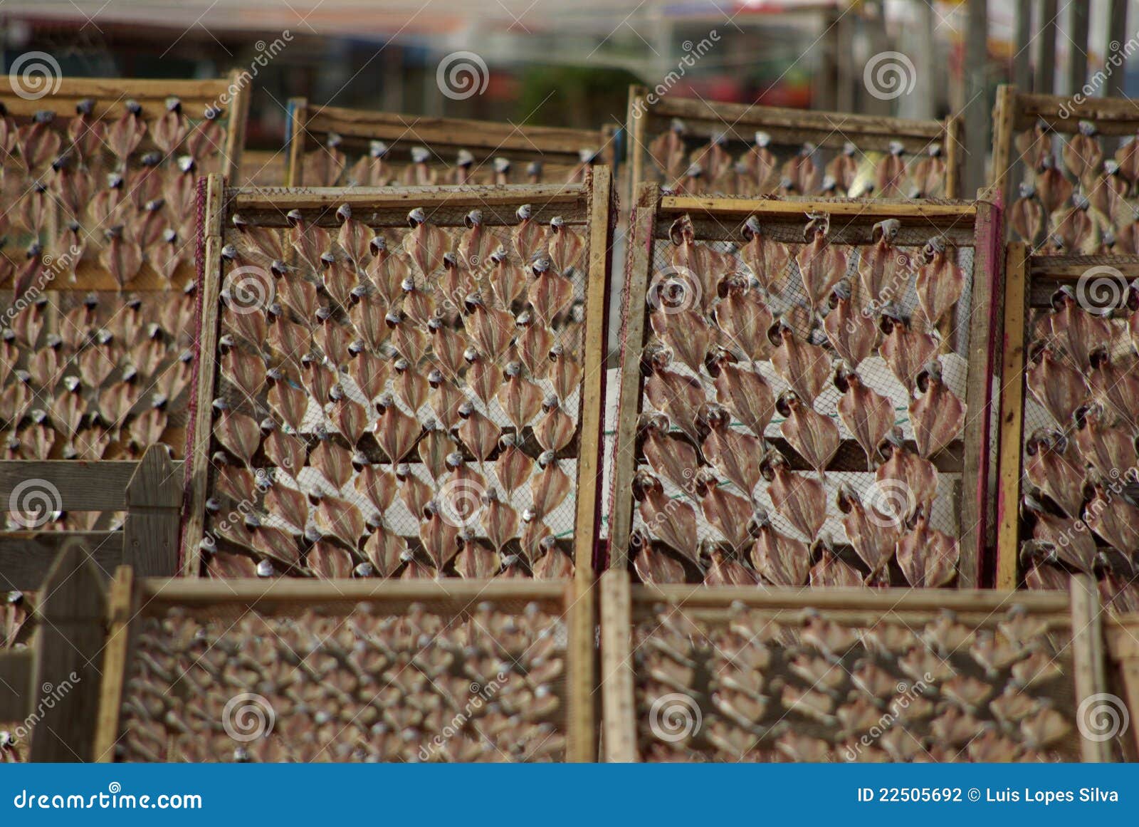 Fish drying in the sun stock photo. Image of secagem - 22505692