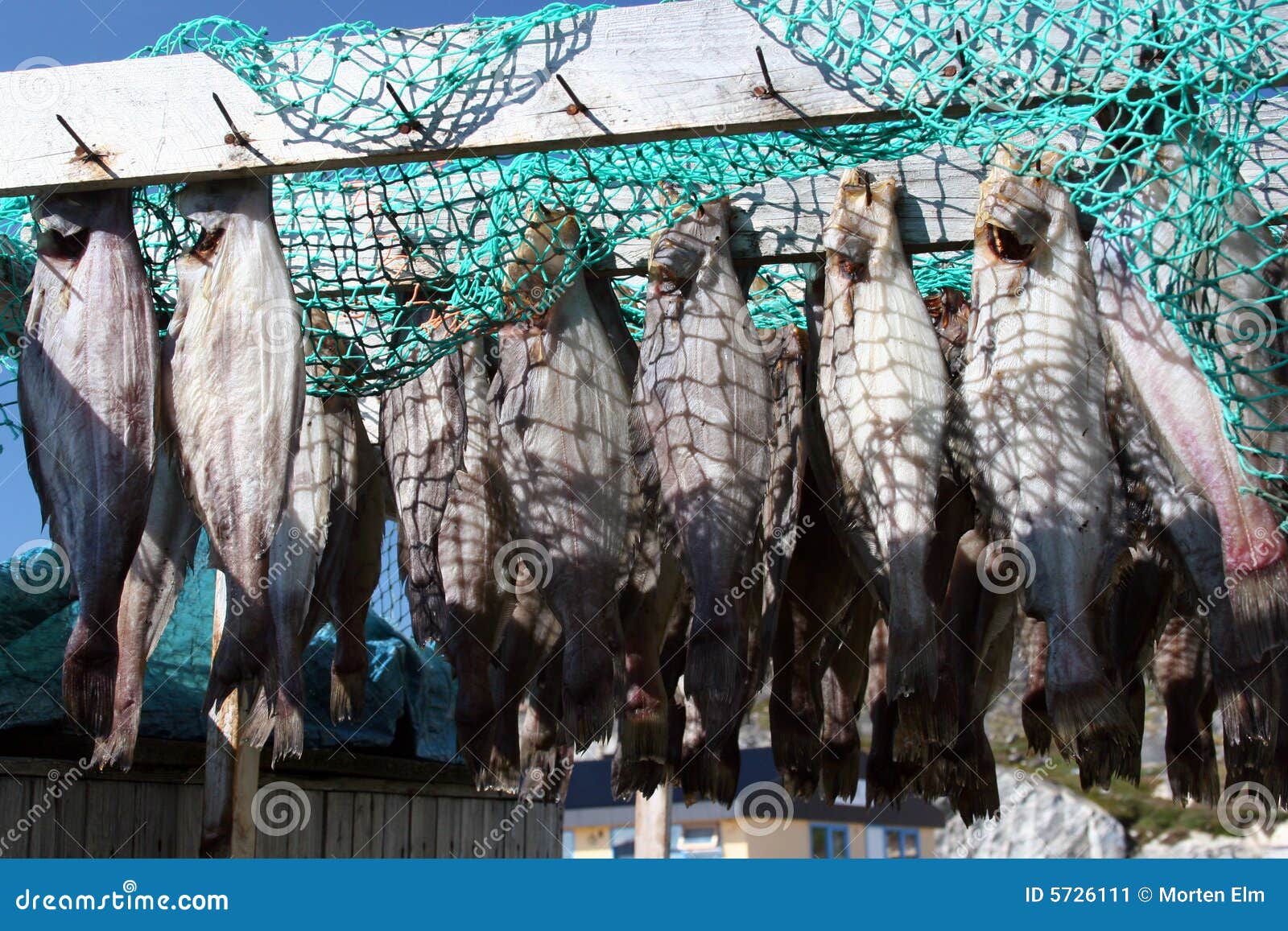 Fish Drying in the Sun in Ilulissat Stock Image - Image of dried ...