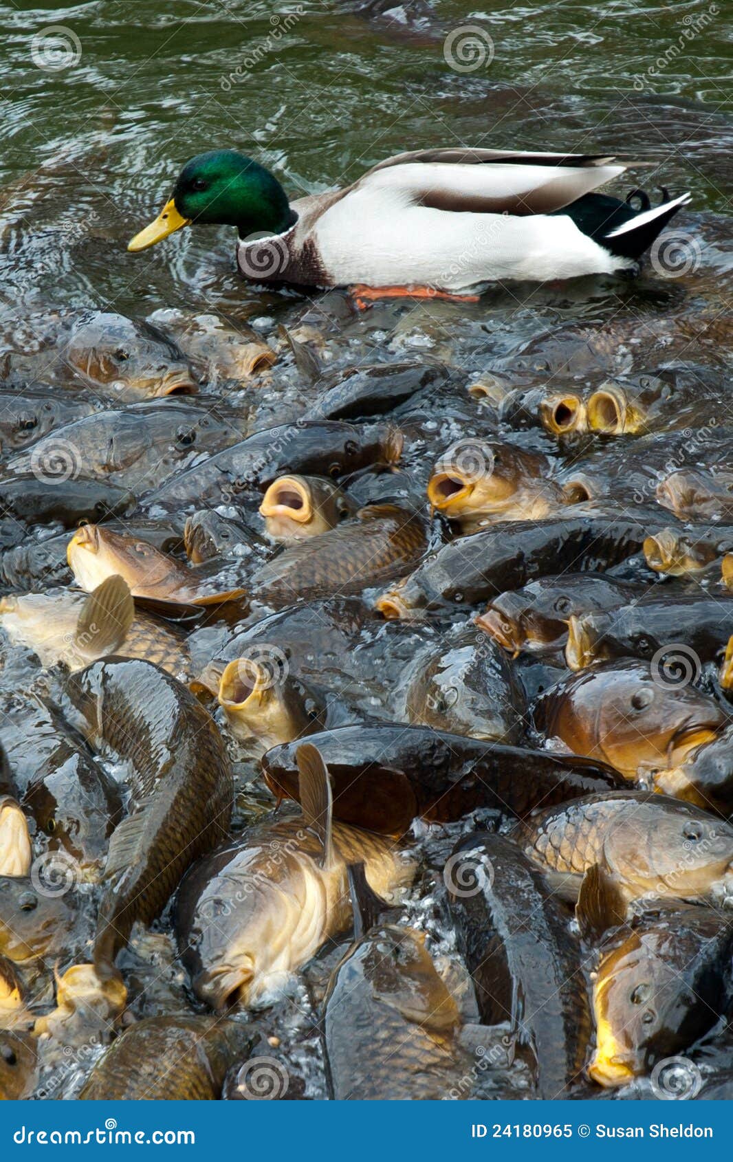 Fish and Duck Feeding Frenzy Stock Image - Image of ducks, pond: 24180965