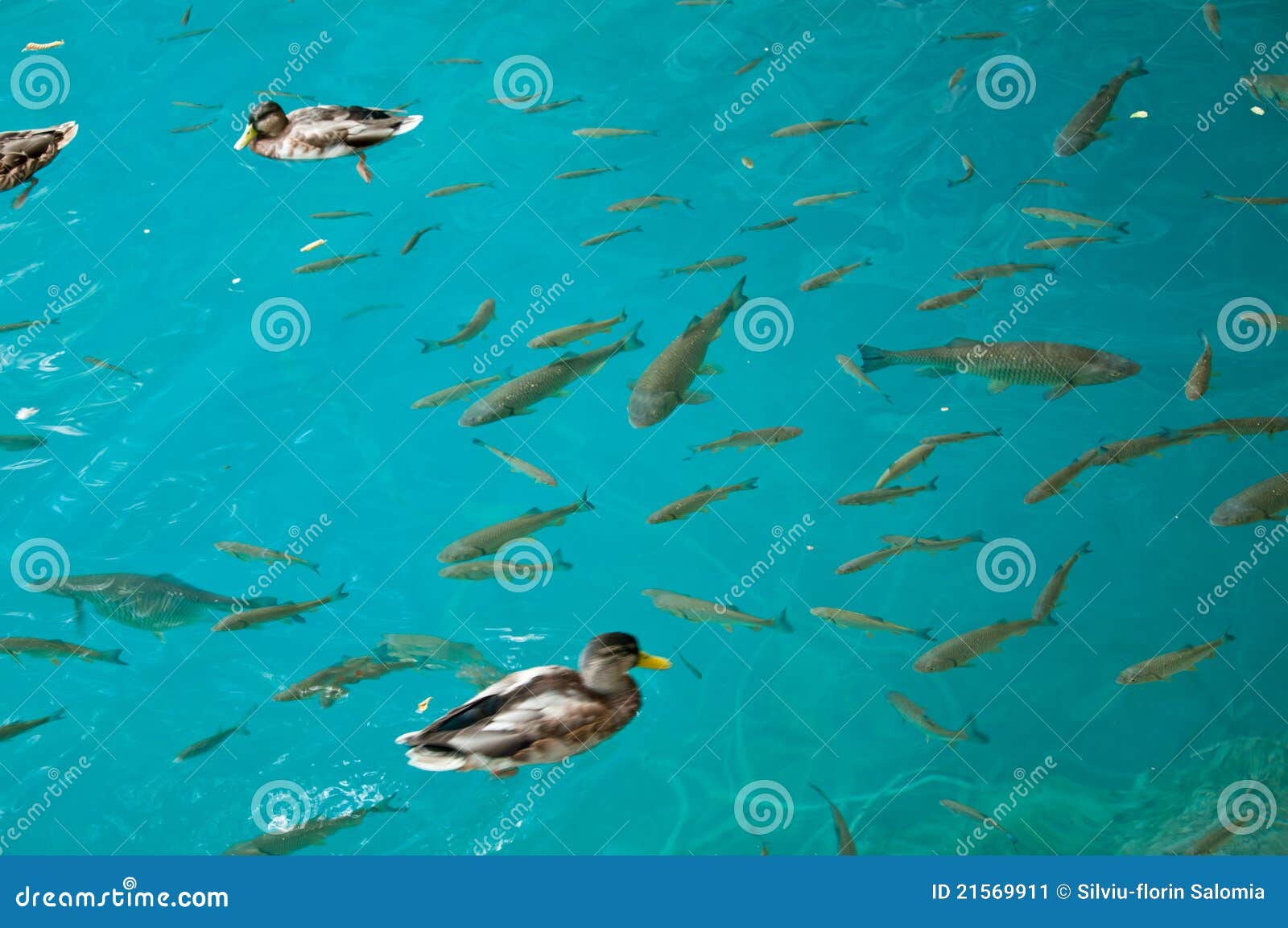Fish and Ducks on Dream Blue Lake Stock Image - Image of blue, clean ...