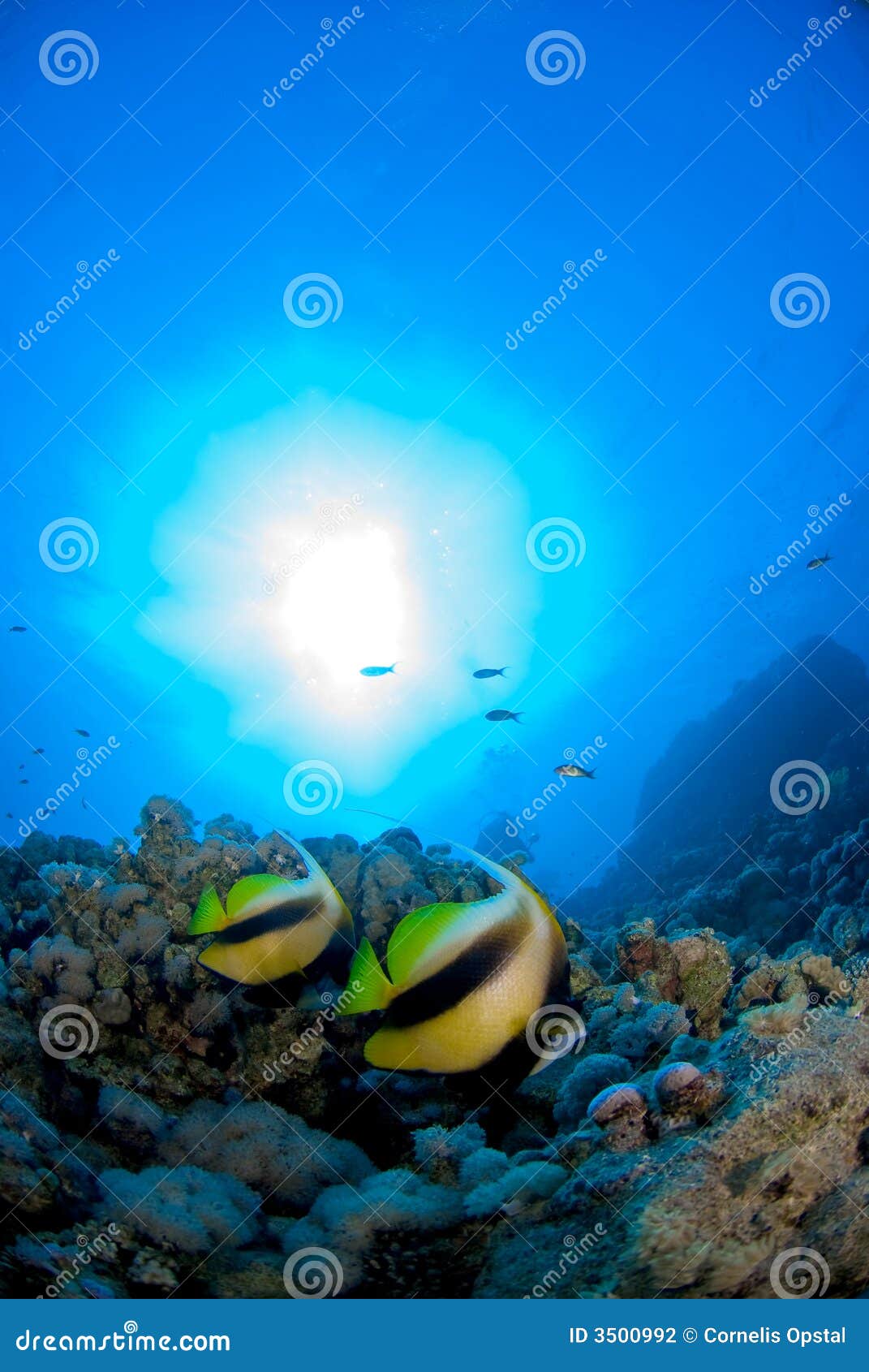 Fish duo under the sun stock photo. Image of tropical - 3500992